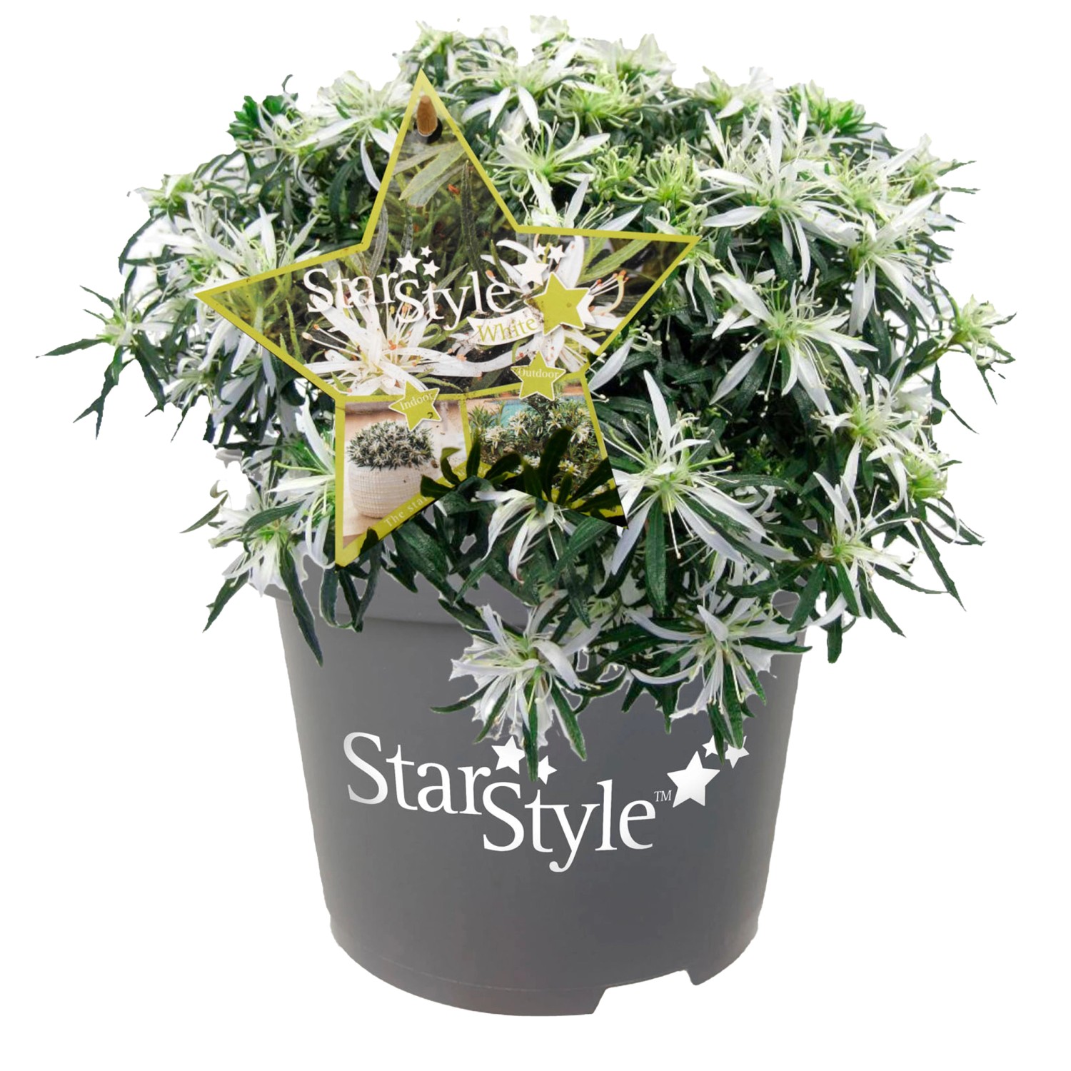 Japanische Azalea Star Style Höhe ca. 50-70cm Topf ca. 0,5l ...