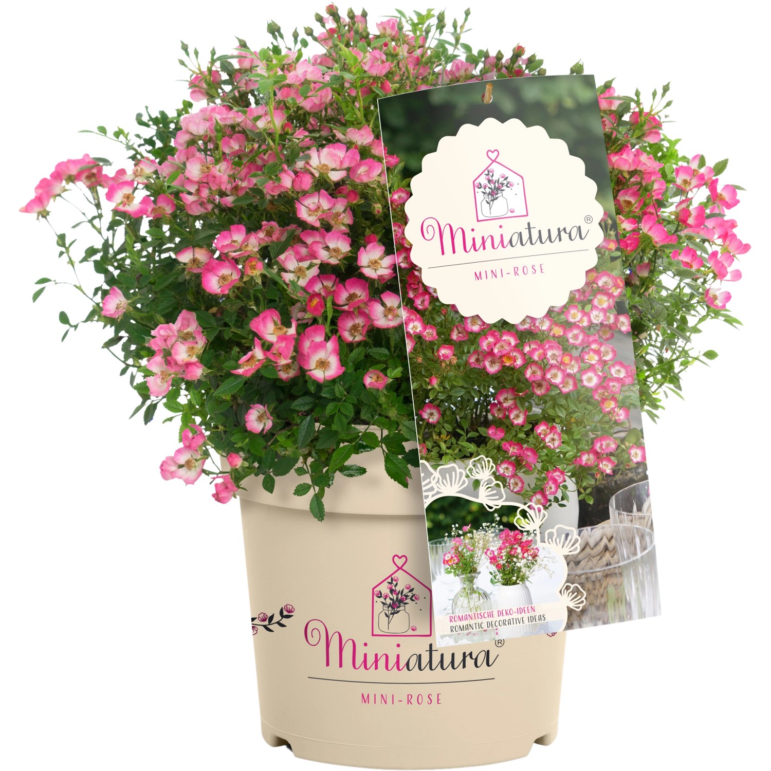 Rose "Miniatura" Pink Höhe ca. 10 - 20 cm Topf ca. 2,3 l Rosa Hybride ...