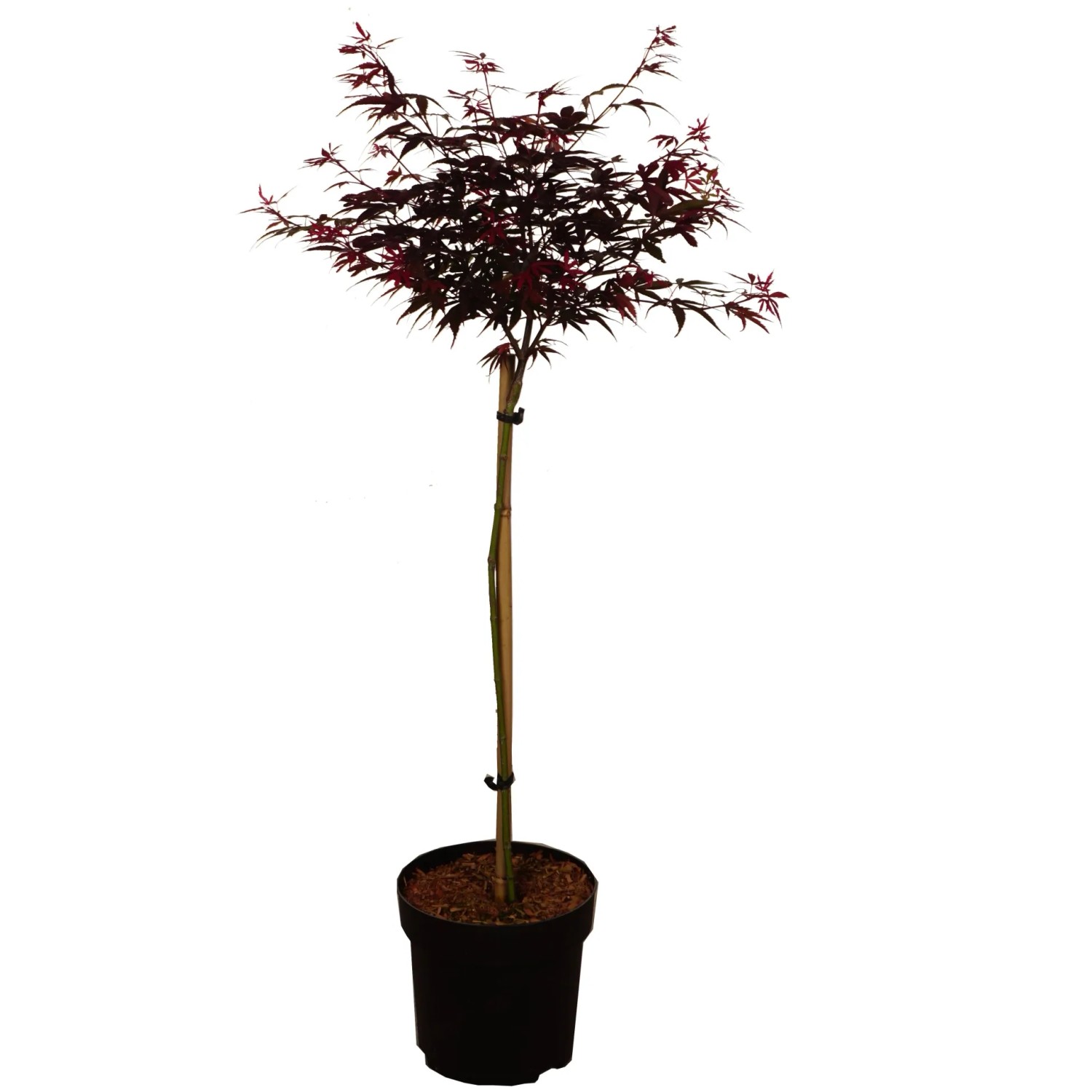 GROW by OBI Fächerahorn "Shaina" H ca. 60cm Topf 6l Acer palmatum ...