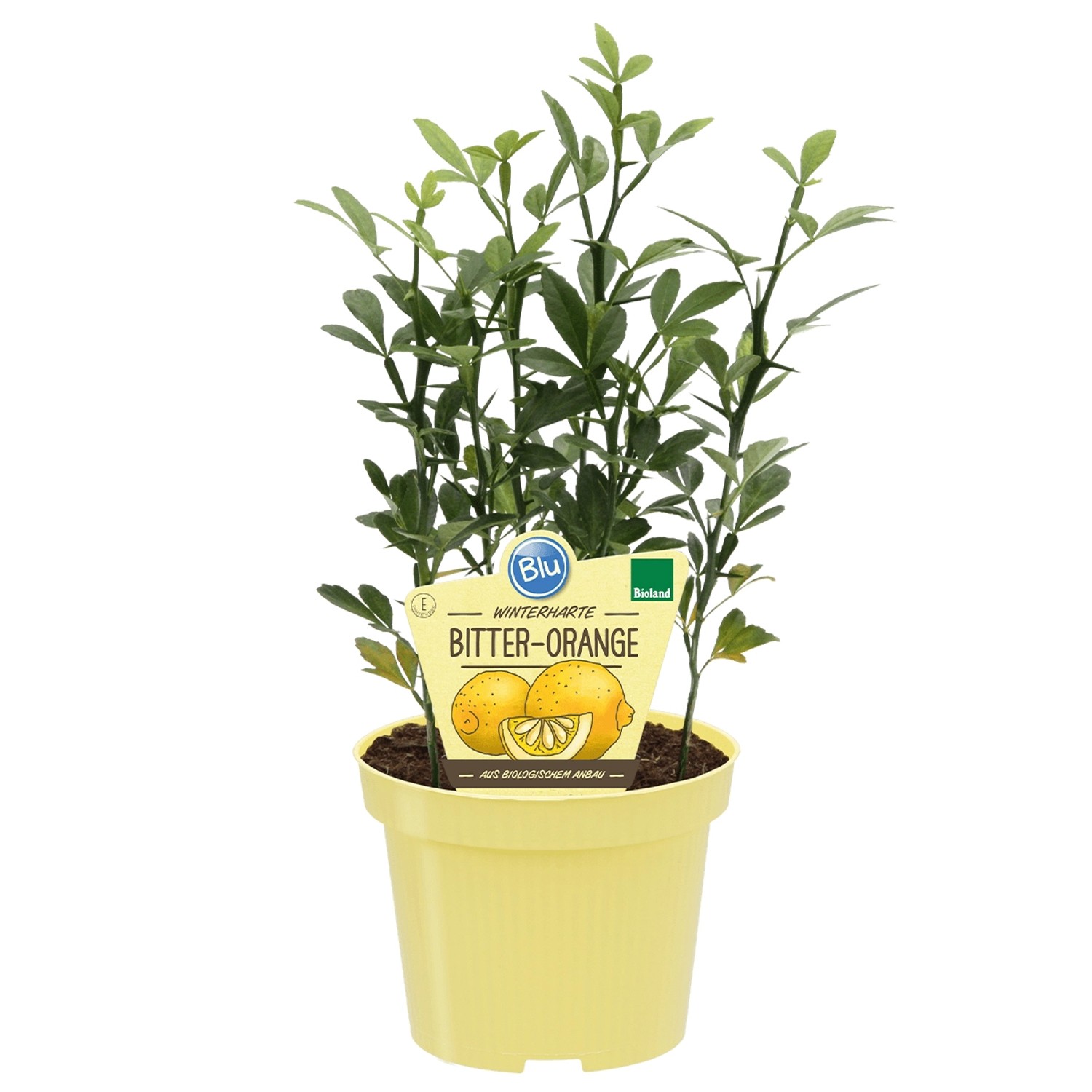 Blu Bio-Bitterorange Topf-Ø ca. 12 cm Poncirus trifoliata kaufen bei OBI