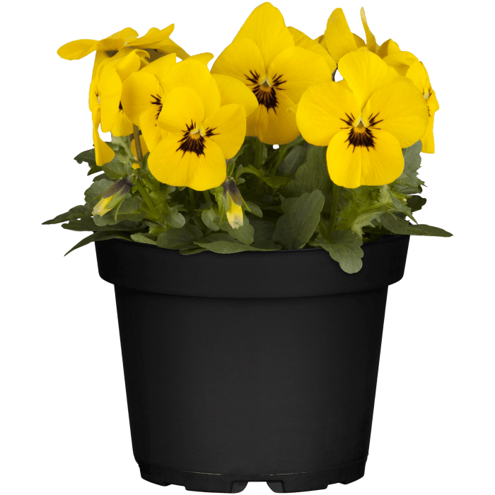 Balkonblumen kaufen bei OBI