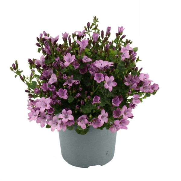 Balkonblumen kaufen bei OBI