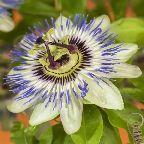 Passionsblume (Passiflora) kaufen bei OBI