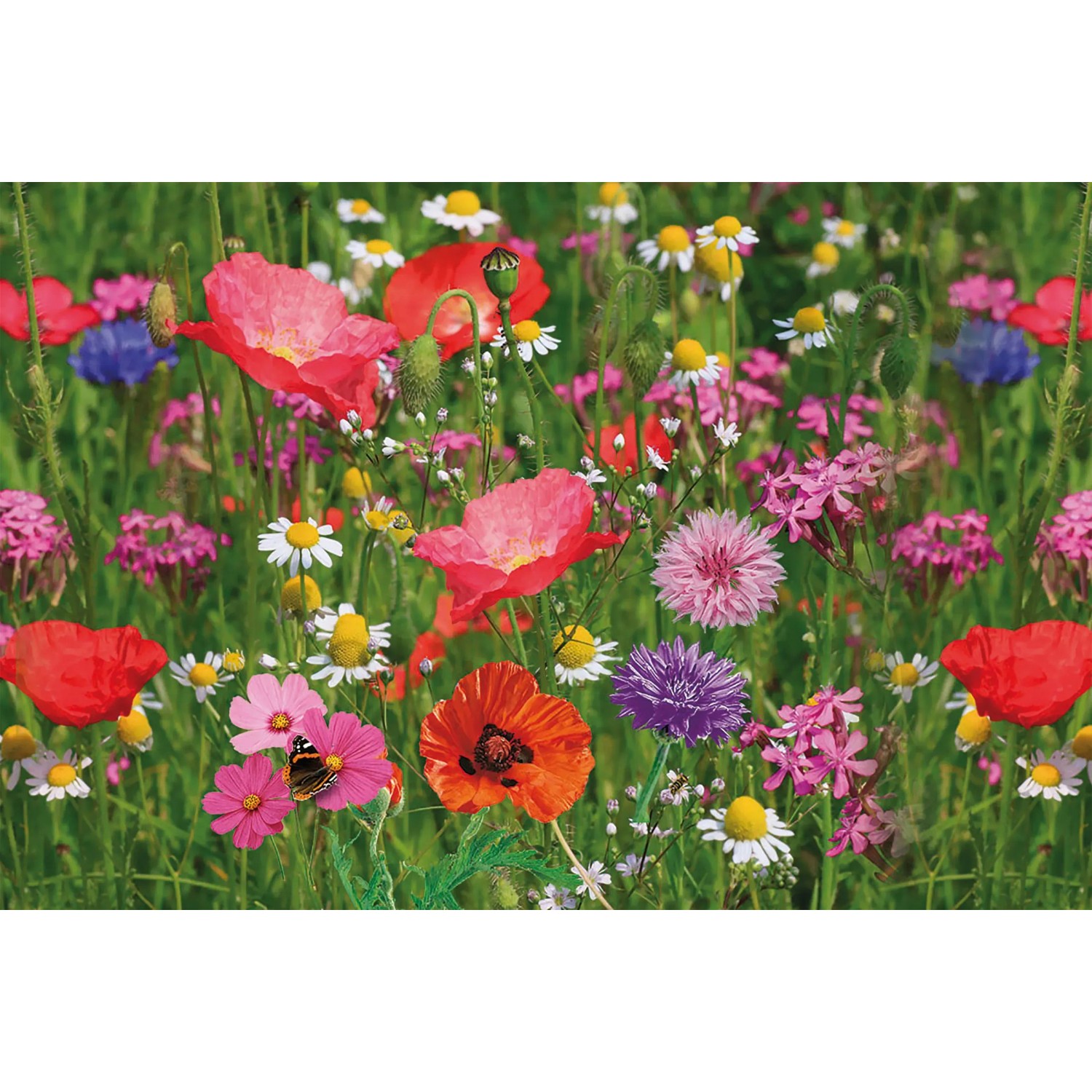 GROW by OBI Blumenmischung "Wiesengarten" Streuschachtel kaufen bei OBI