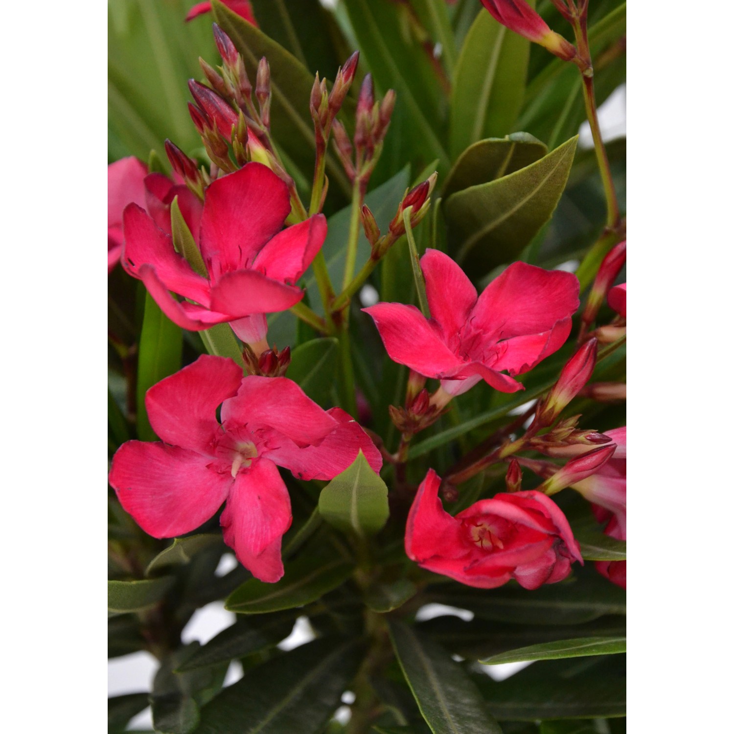 Oleander Busch XXL GROW by OBI Rot ca. 140 cm kaufen bei OBI