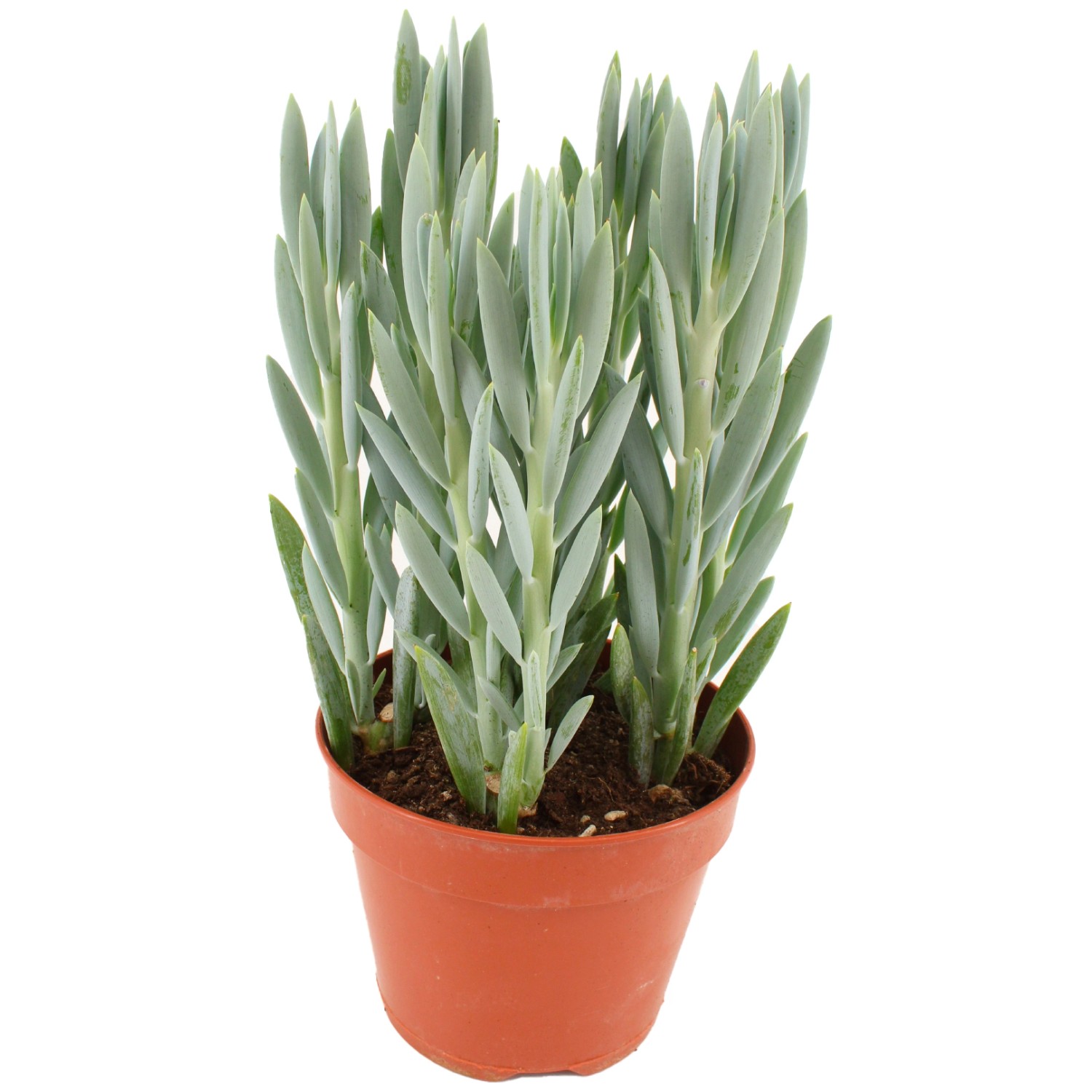 Sukkulente Curio ficoides "Mount Everest" Höhe ca. 30-35 cm Topf-Ø ca ...