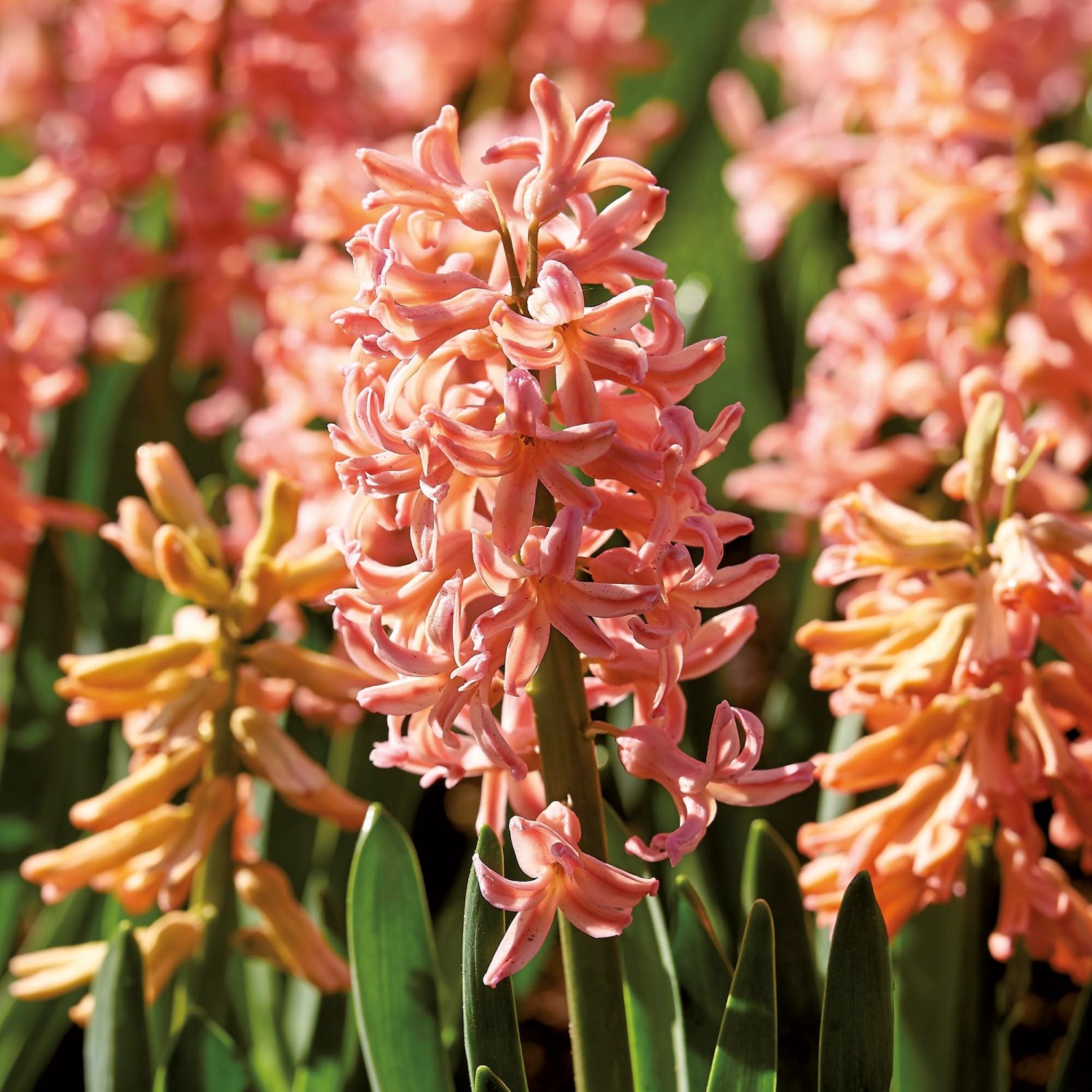 GROW by OBI Hyazinthe Gipsy Queen Orange 3 Stück Hyacinthus orientalis kaufen bei OBI