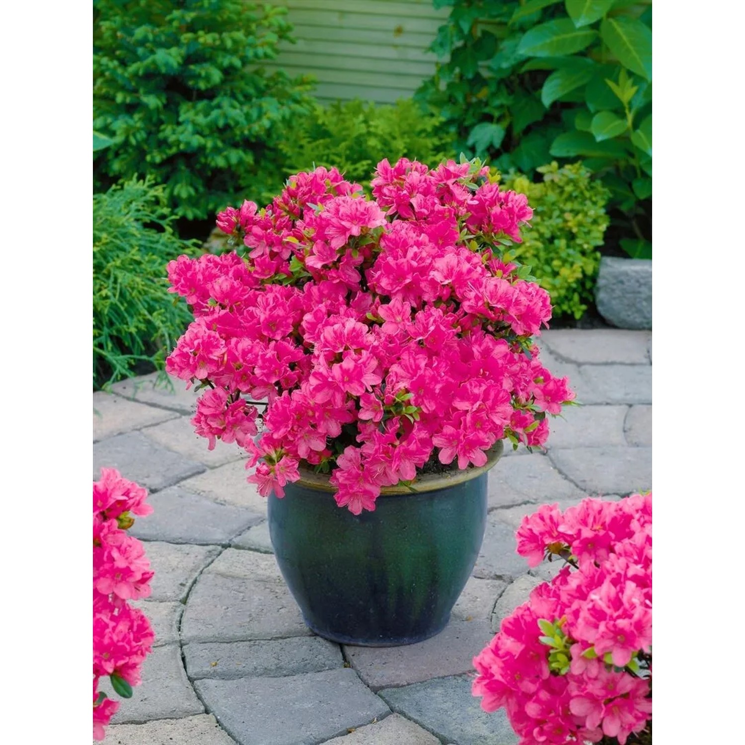 Rhododendron Obtusum Anne Frank Azalee Rosa 20–25 cm