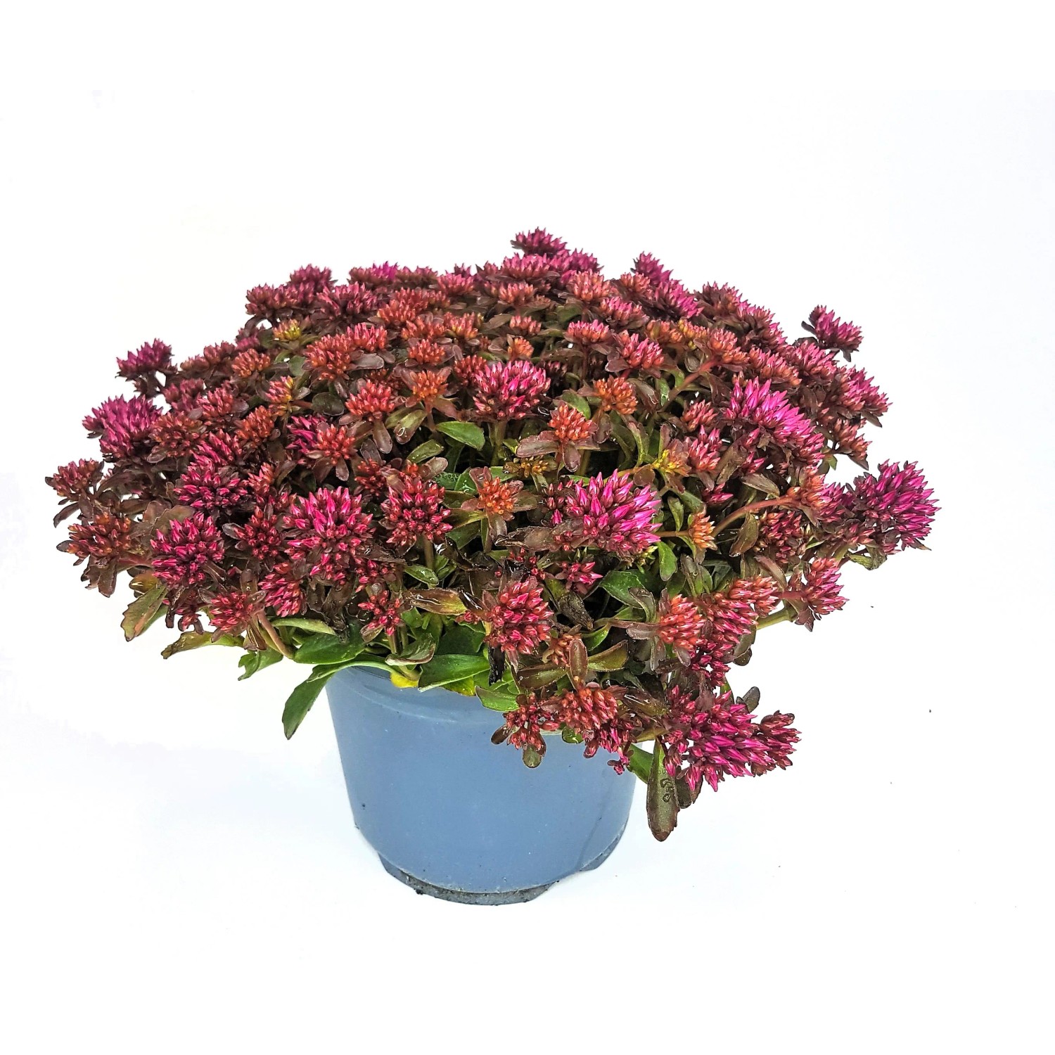 GROW By OBI Fetthenne Sedum Topf 17 Cm Kaufen Bei OBI GROW By OBI Fetthenne Sedum Topf 17 Cm Kaufen Bei OBI
