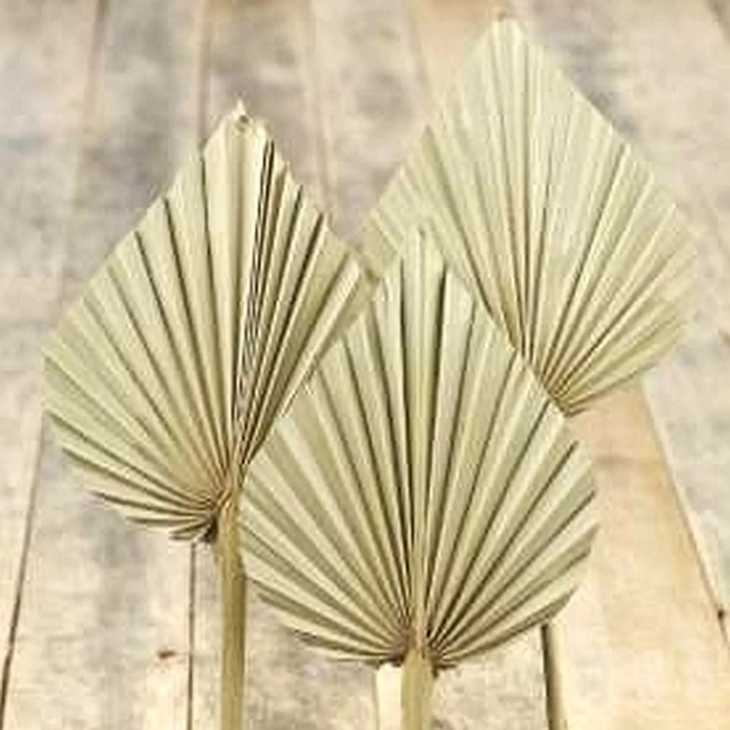 Deko-Pflanze Palm Spear Natur kaufen bei OBI