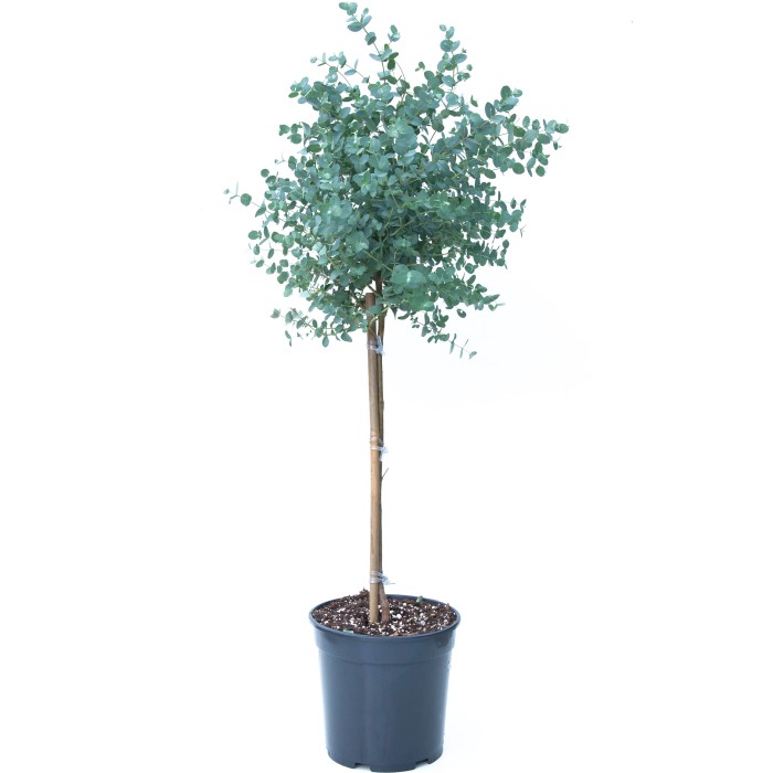 Schone Eukalyptus Pflanze Kaufen Obi Bild