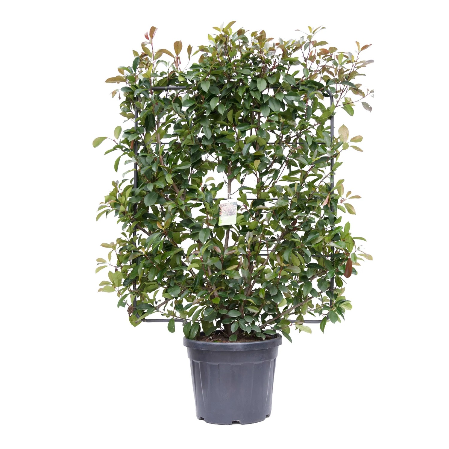 Glanzmispel Kaufen 100 Cm