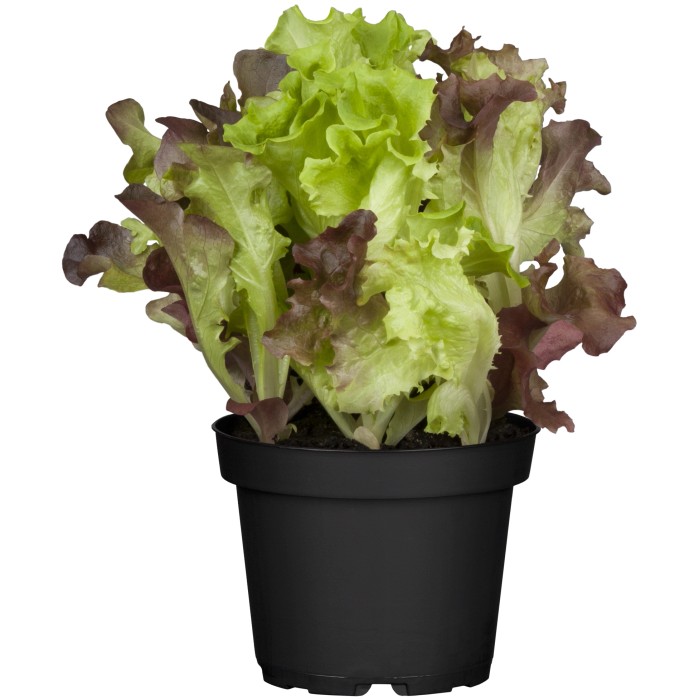 Gemüsepflanzen kaufen bei OBI