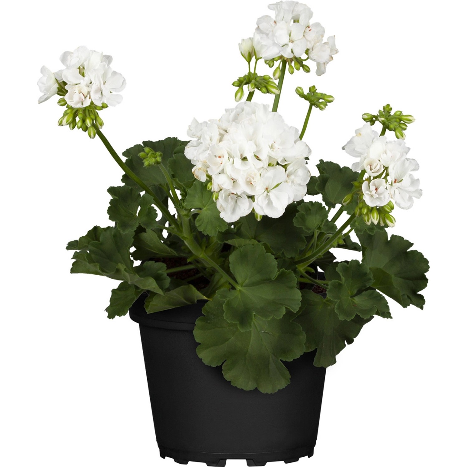 GROW by OBI Zonal-Pelargonie Höhe 10-20 cm Topf-Ø ca. 12 Pelargonium ...