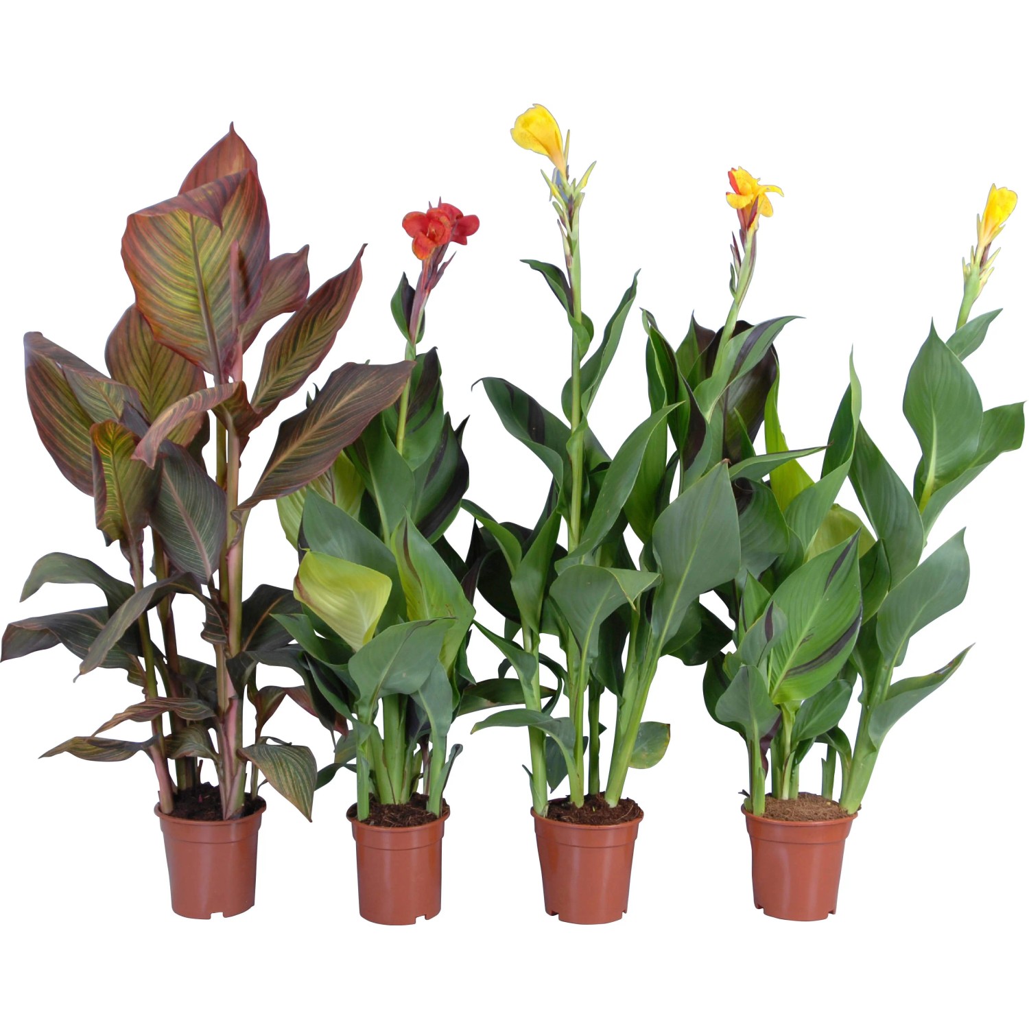 Indisches Blumenrohr Im Topf