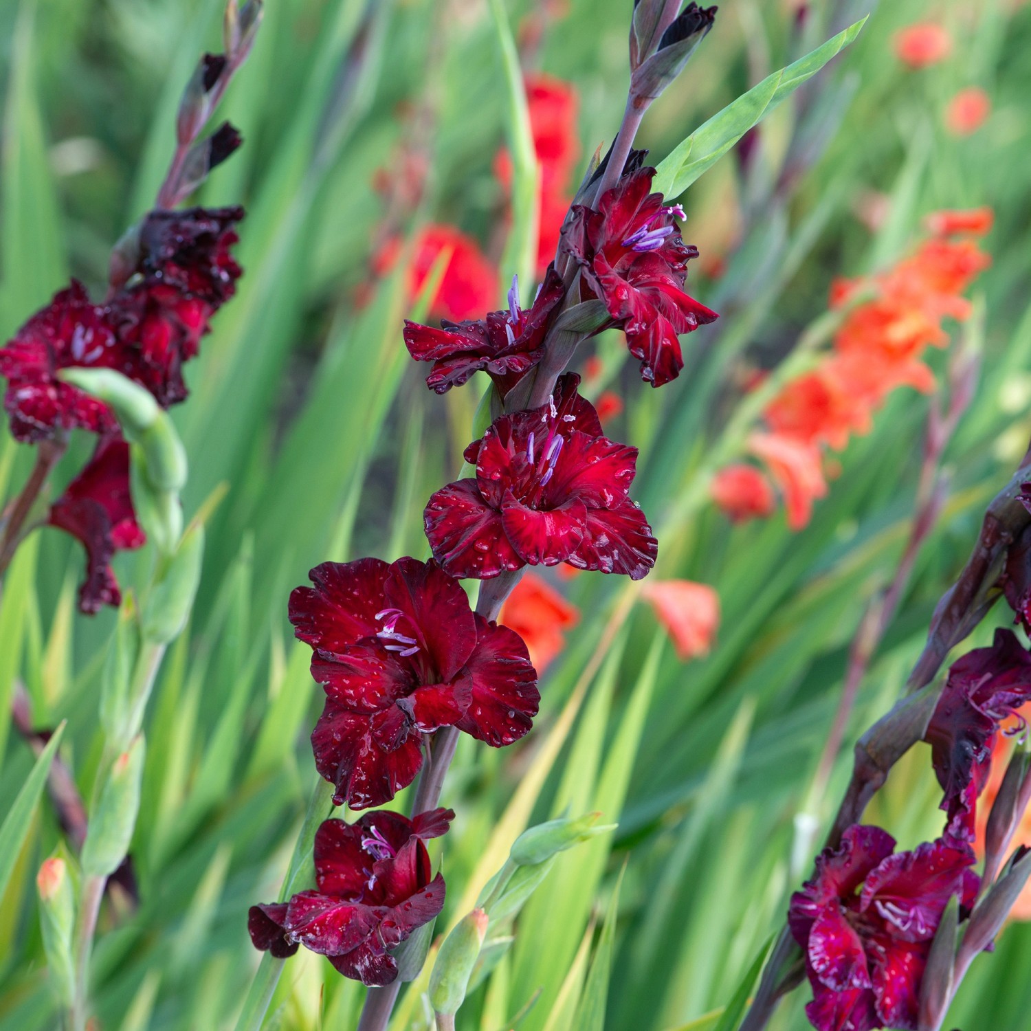 Gladiolen grandiflorus "Espresso" 12 Stück kaufen bei OBI