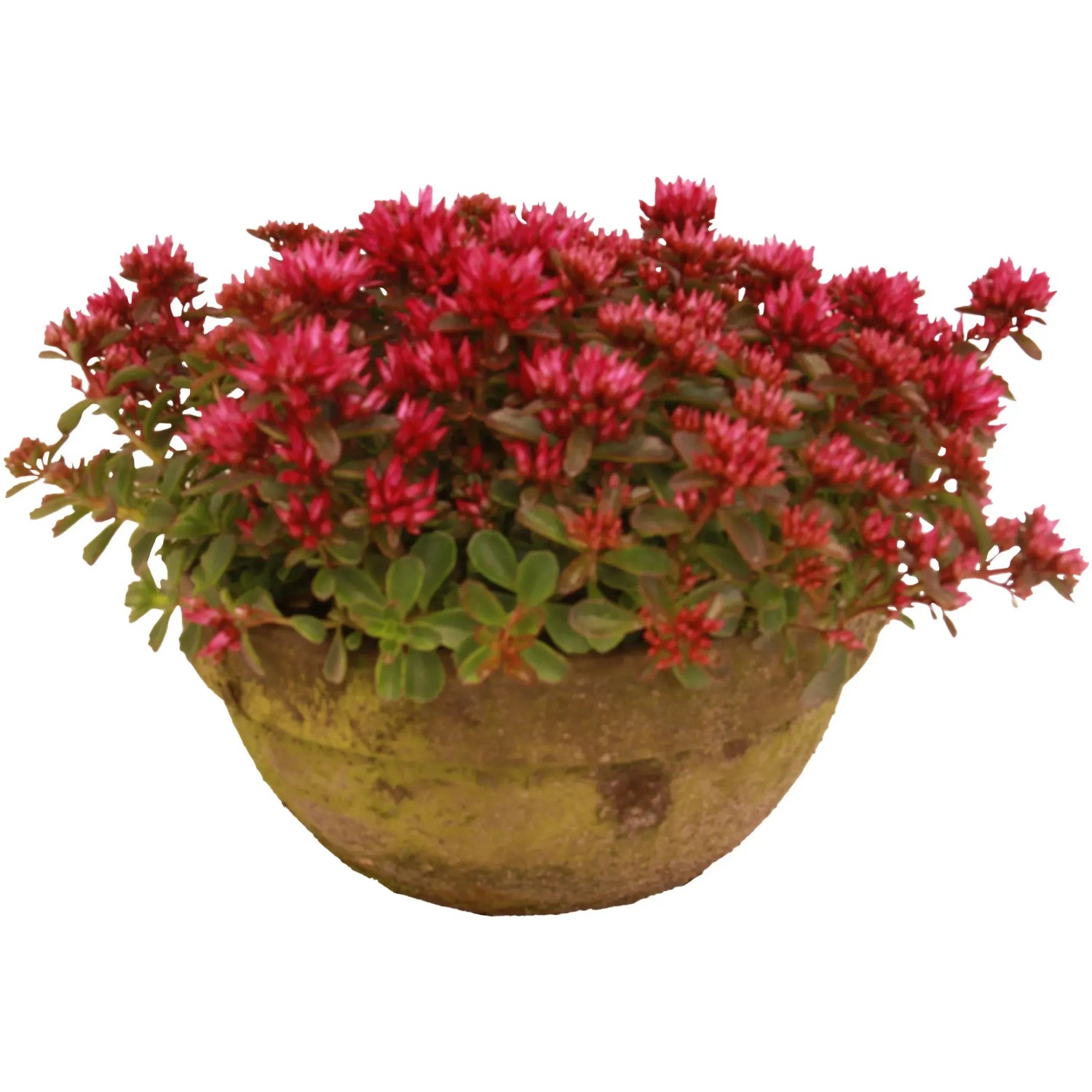Sedum Fettblatt In Tonschale 23 Cm Balkonpflanze Kaufen Bei OBI Sedum Fettblatt In Tonschale 23 Cm Balkonpflanze Kaufen Bei OBI