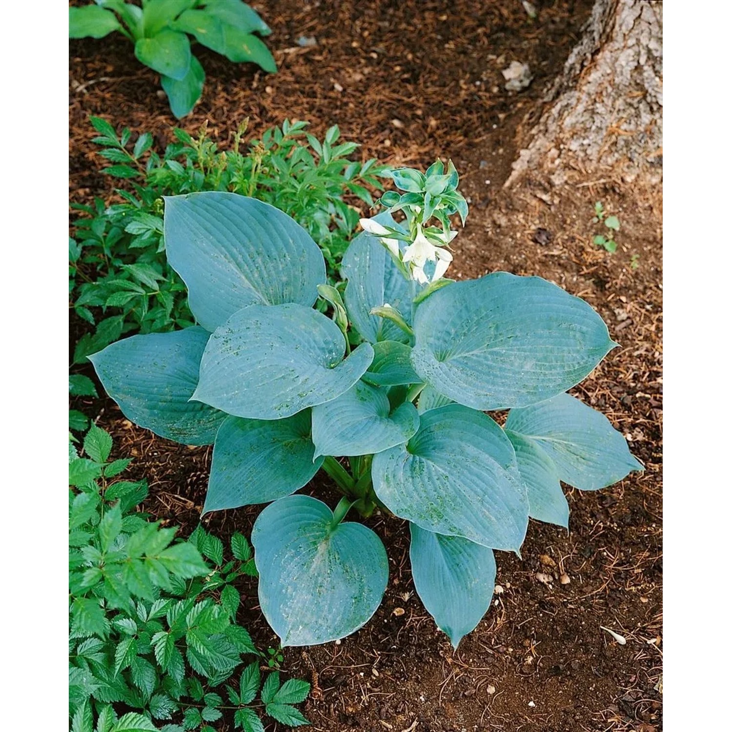 Pflanzen für dich Blaublatt Funkie Hosta Sieboldiana 11x11 cm Topf ...