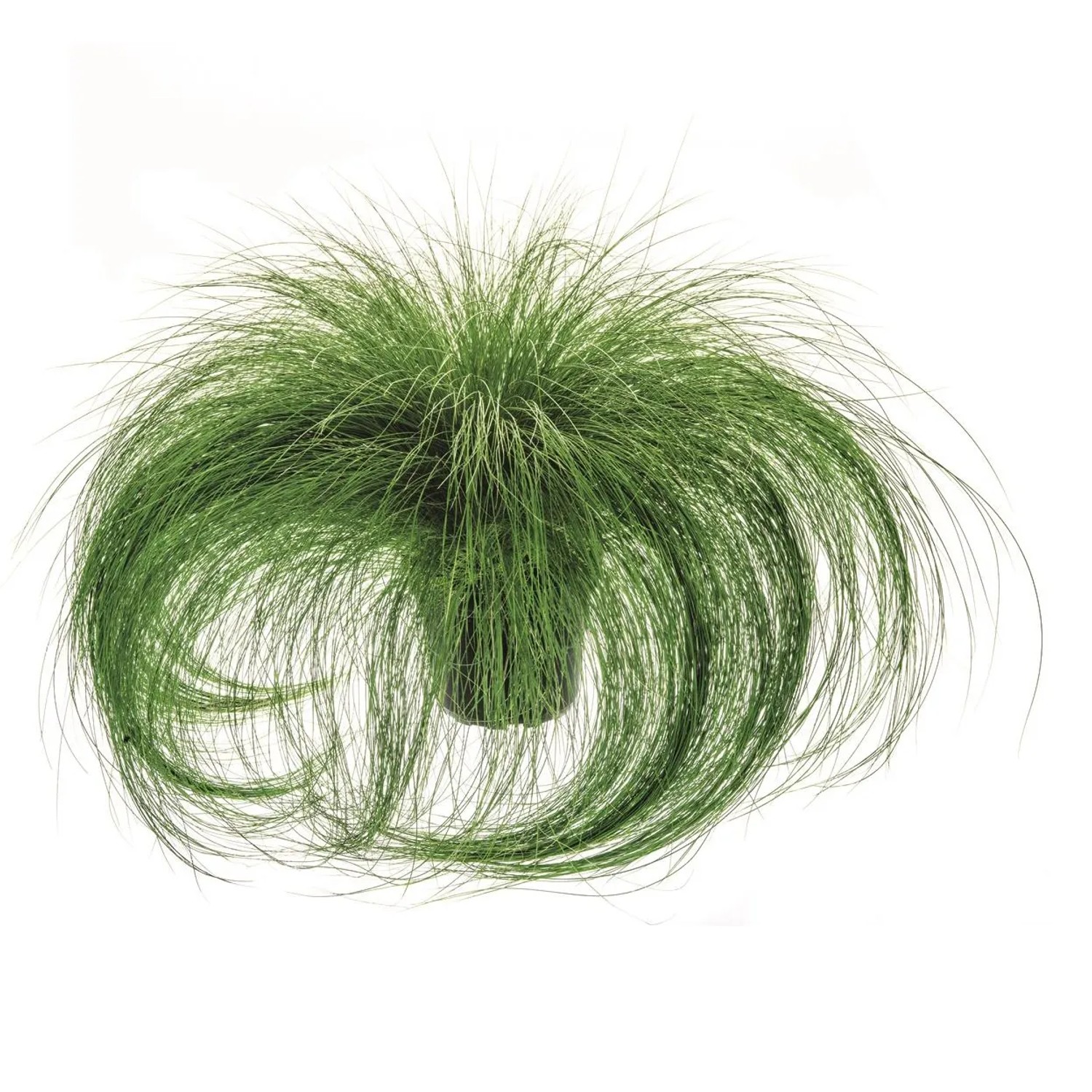 GROW by OBI Federgras Stipa tenuissima 'Ponytails' Ø 14 cm kaufen bei OBI