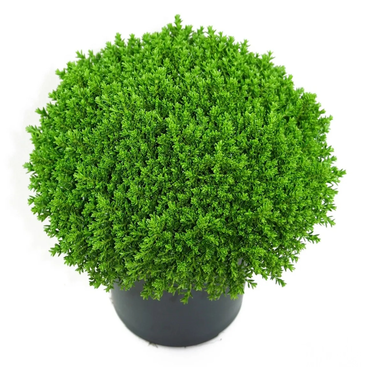 Helix Strauchveronika "Green Globe" Dunkelgrün Höhe ca. 15 cm Hebe x ...