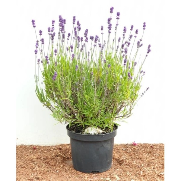 Lavendel Anouk Winterhart