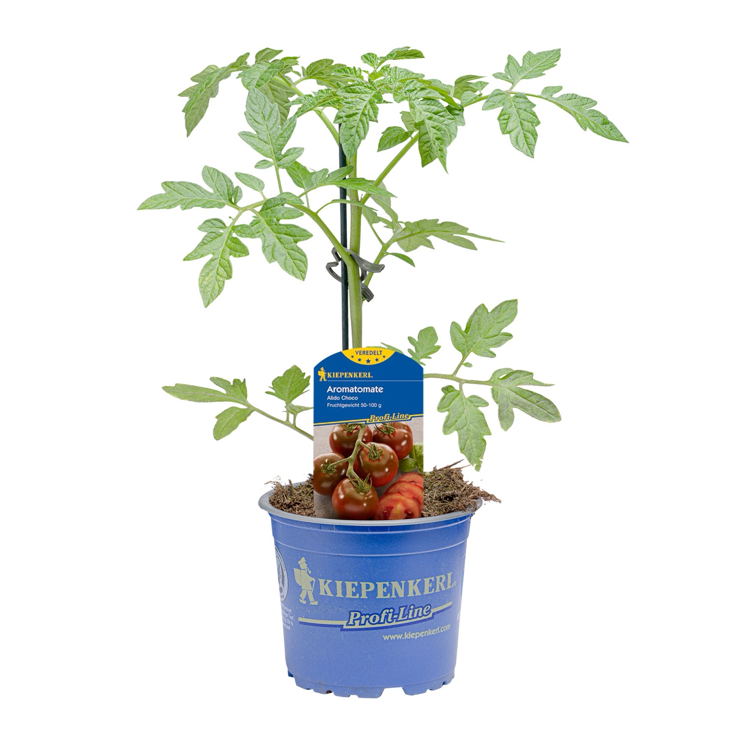 Kiepenkerl Tomate "Alido Choco" Topf-Ø ca. 12 cm Solanum lycopersicum ...