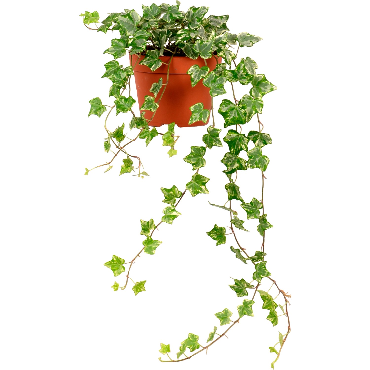 GROW by OBI Efeu sortiert Höhe ca. 20 cm Topf Ø ca. 13 cm Hedera Helix ...