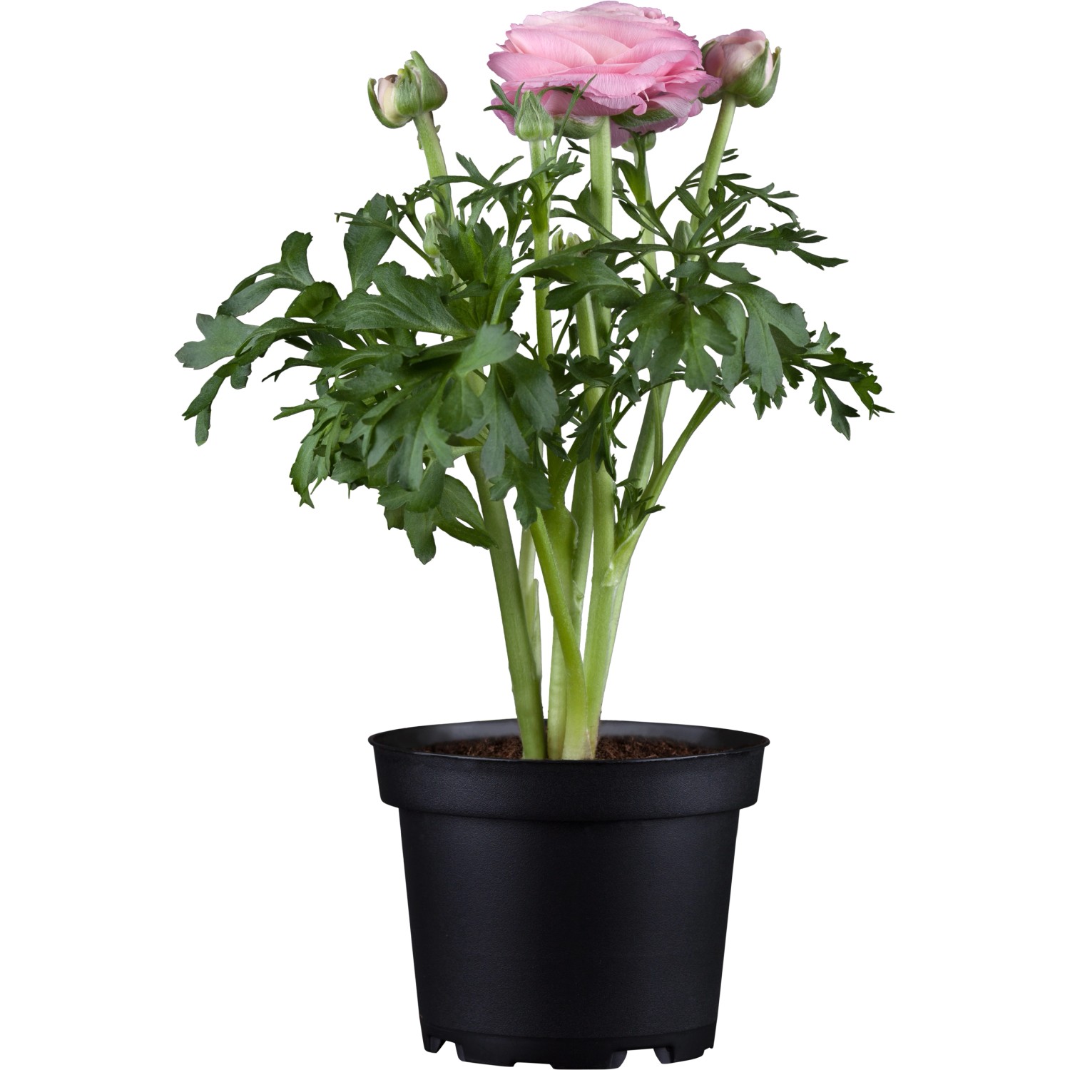 Ranunkel Rosa Topf Ø ca. 11 cm Ranunculus asiaticus kaufen bei OBI