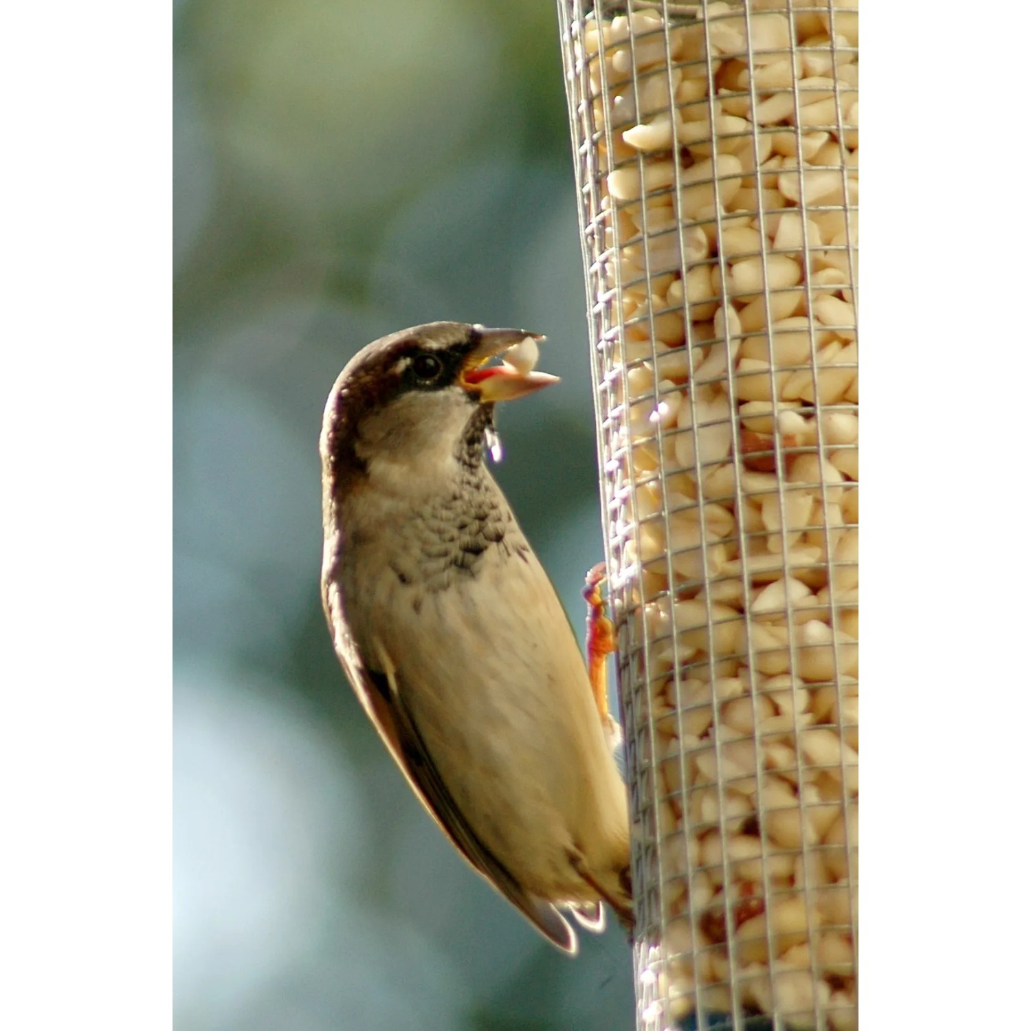 Dobar Metallgitter-Futtersäule für Vögel 9,5 cm x 9,5 cm x 39 cm Silber ...