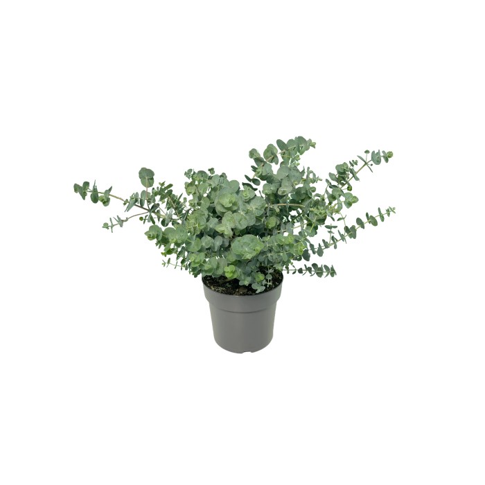 Wunderbar Eukalyptus Kaufen Obi Bild