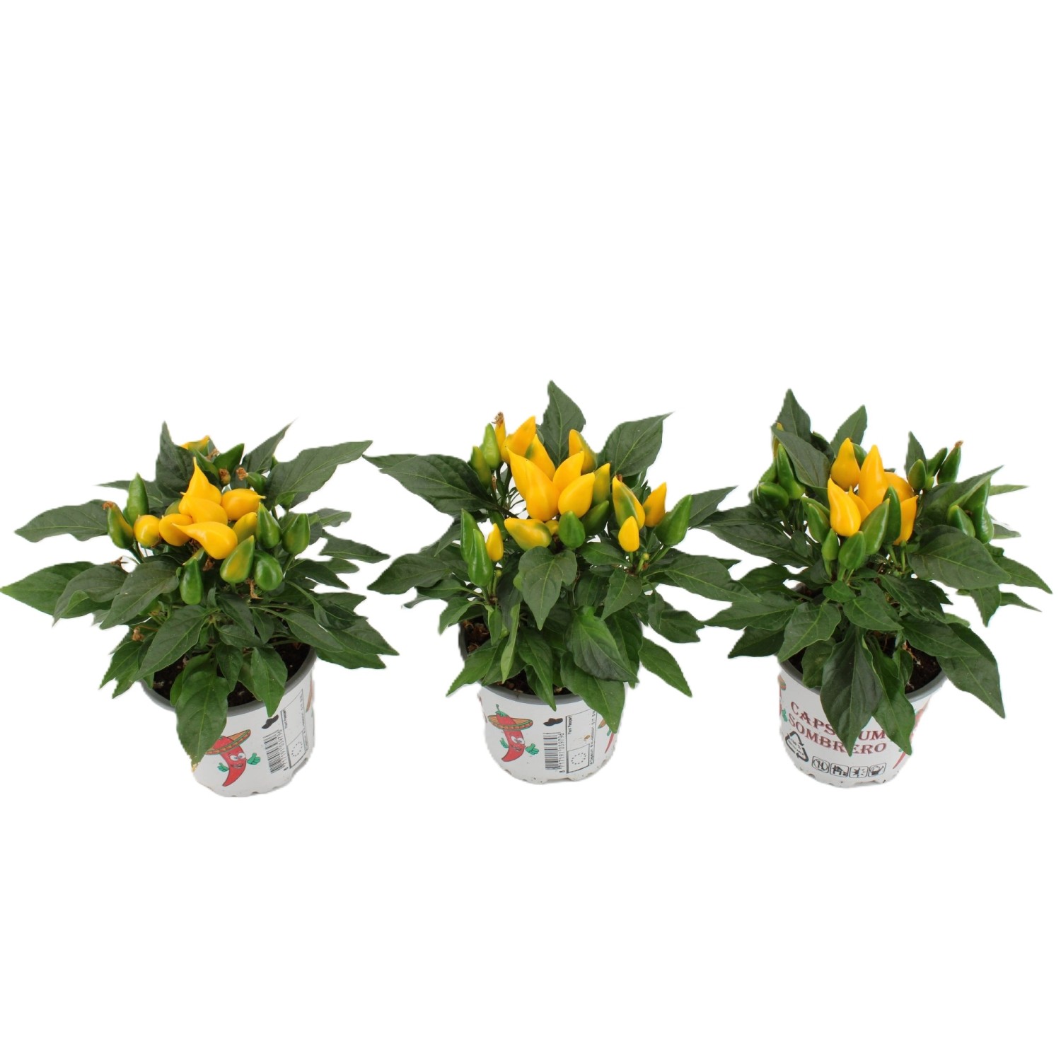 Zierpaprika "Sombrero" Farbenauswahl Höhe 25 cm Topf-Ø 10,5 cm Capsicum ...