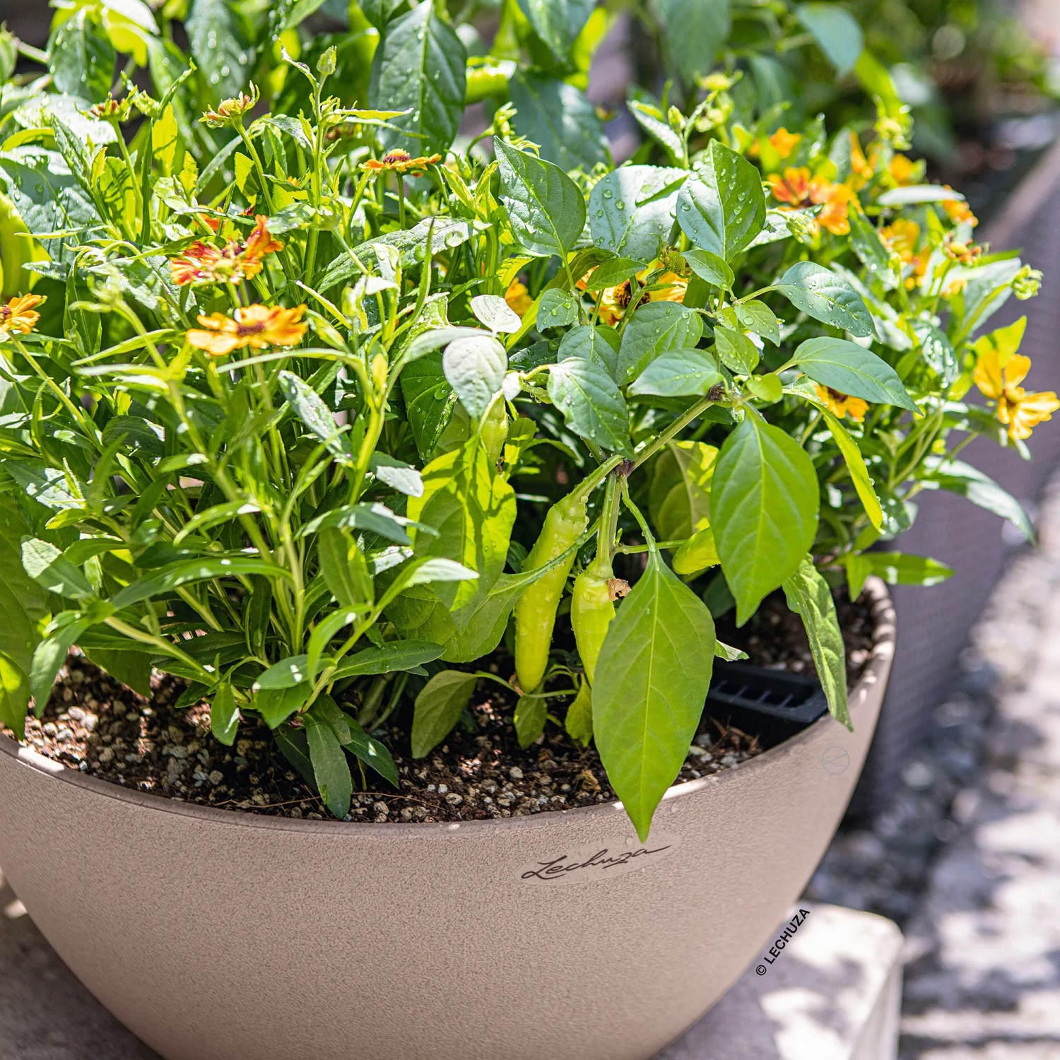 Lechuza Pflanzgefäß Cubeto Stone 40 Sandbeige Ø 40 cm kaufen bei OBI