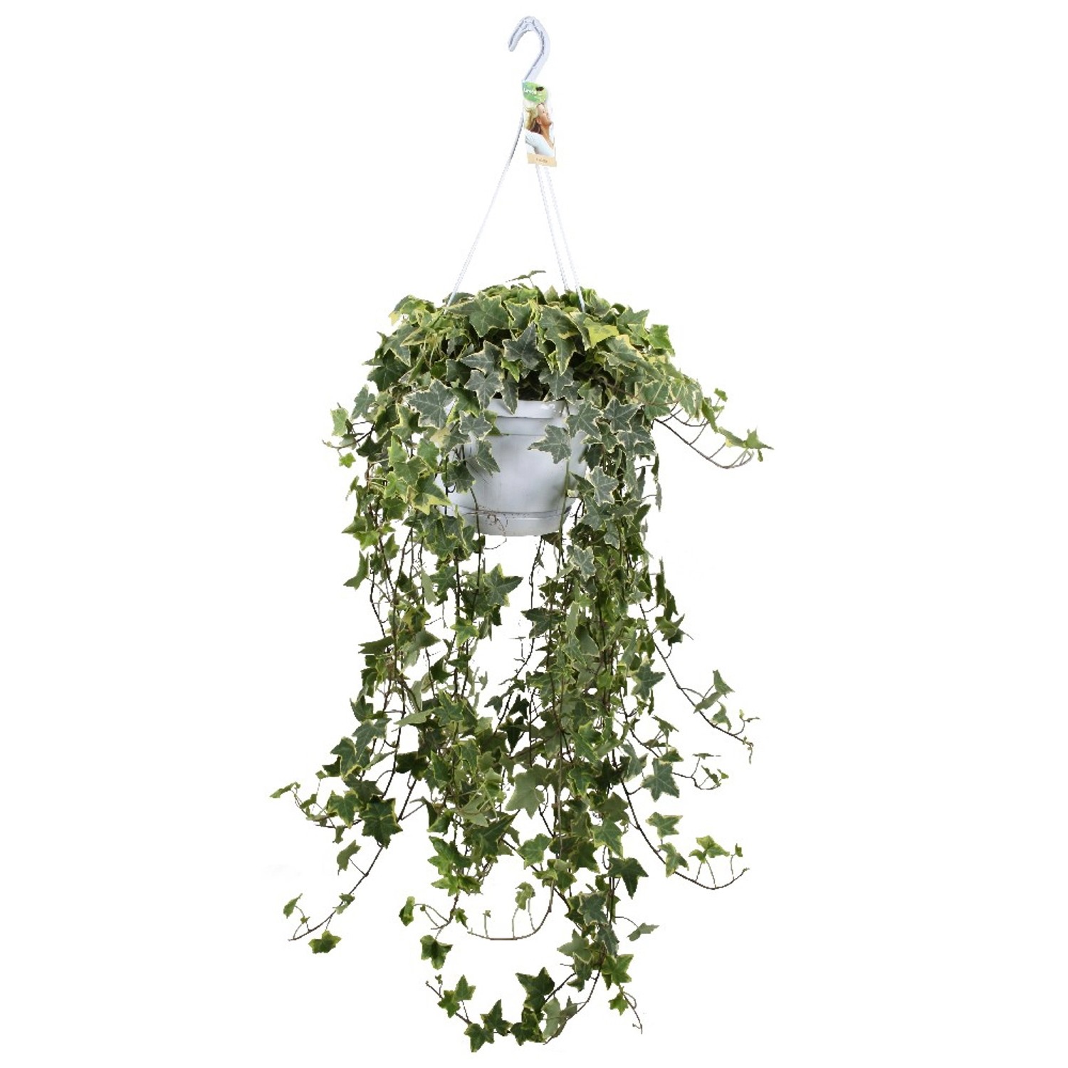 Efeu-Ampel Gelb-Bunt Topf-Ø ca. 24 cm Hedera helix kaufen bei OBI