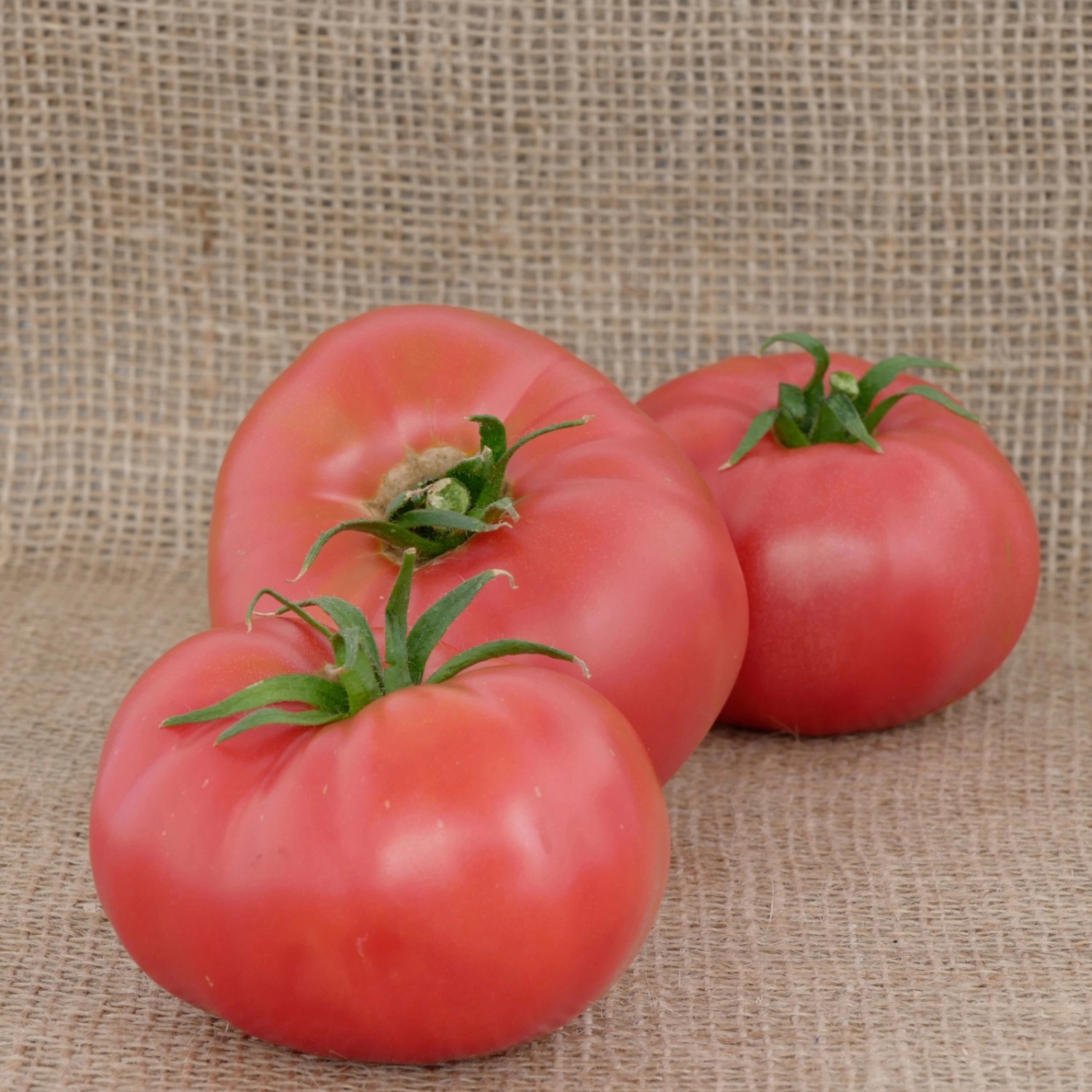 Bio Tomate Pflaume Solanum lyc.Tomate pflaume Topf-Ø ca. 10,5 cm kaufen ...
