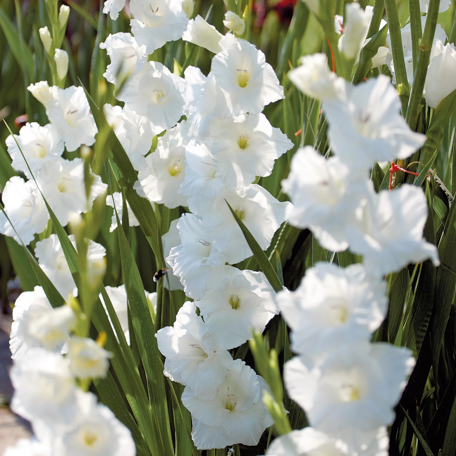Gladiolen grandiflorus "White Prosperity" 12 Stück kaufen bei OBI