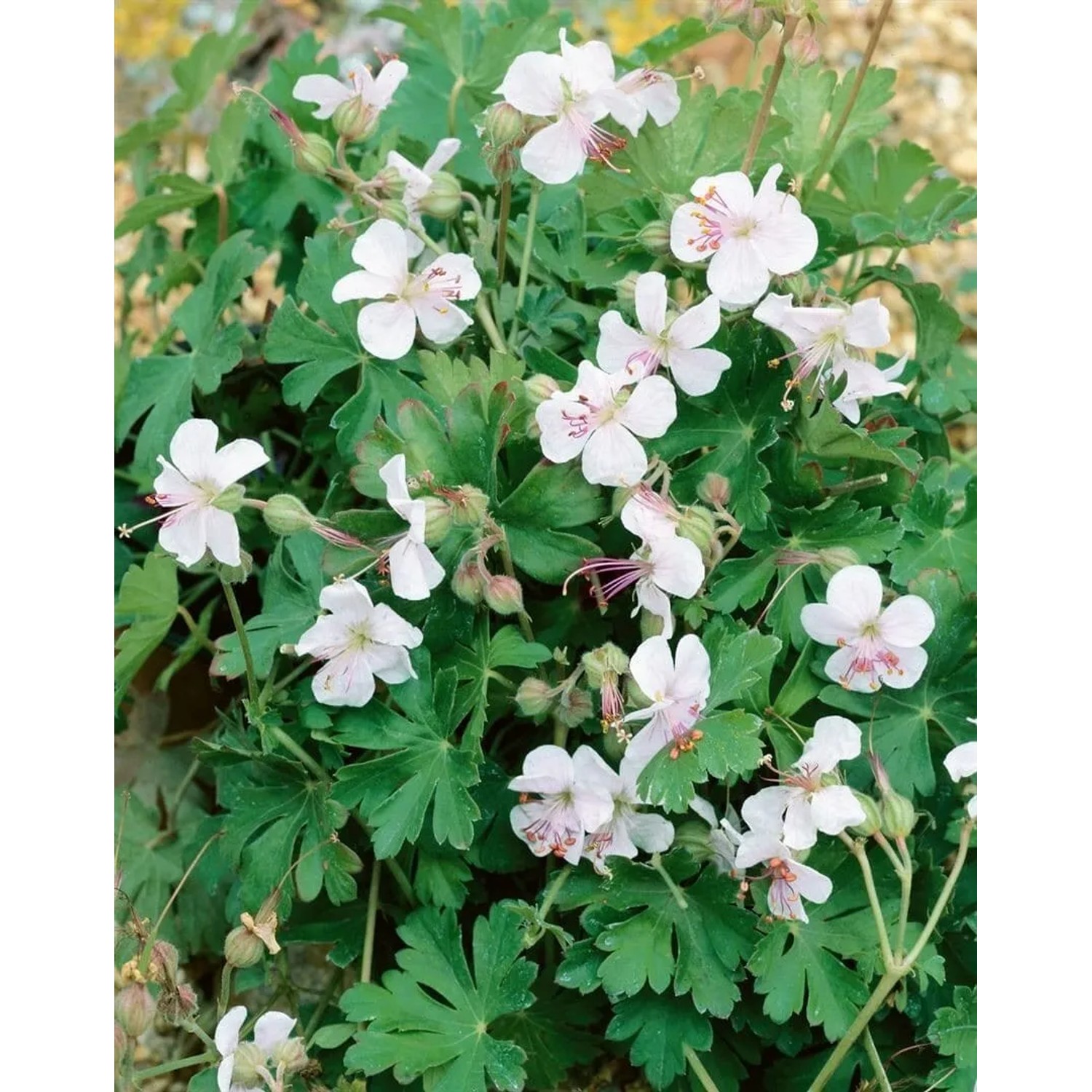 Geranium Hybr. St. Ola 2 Liter Container