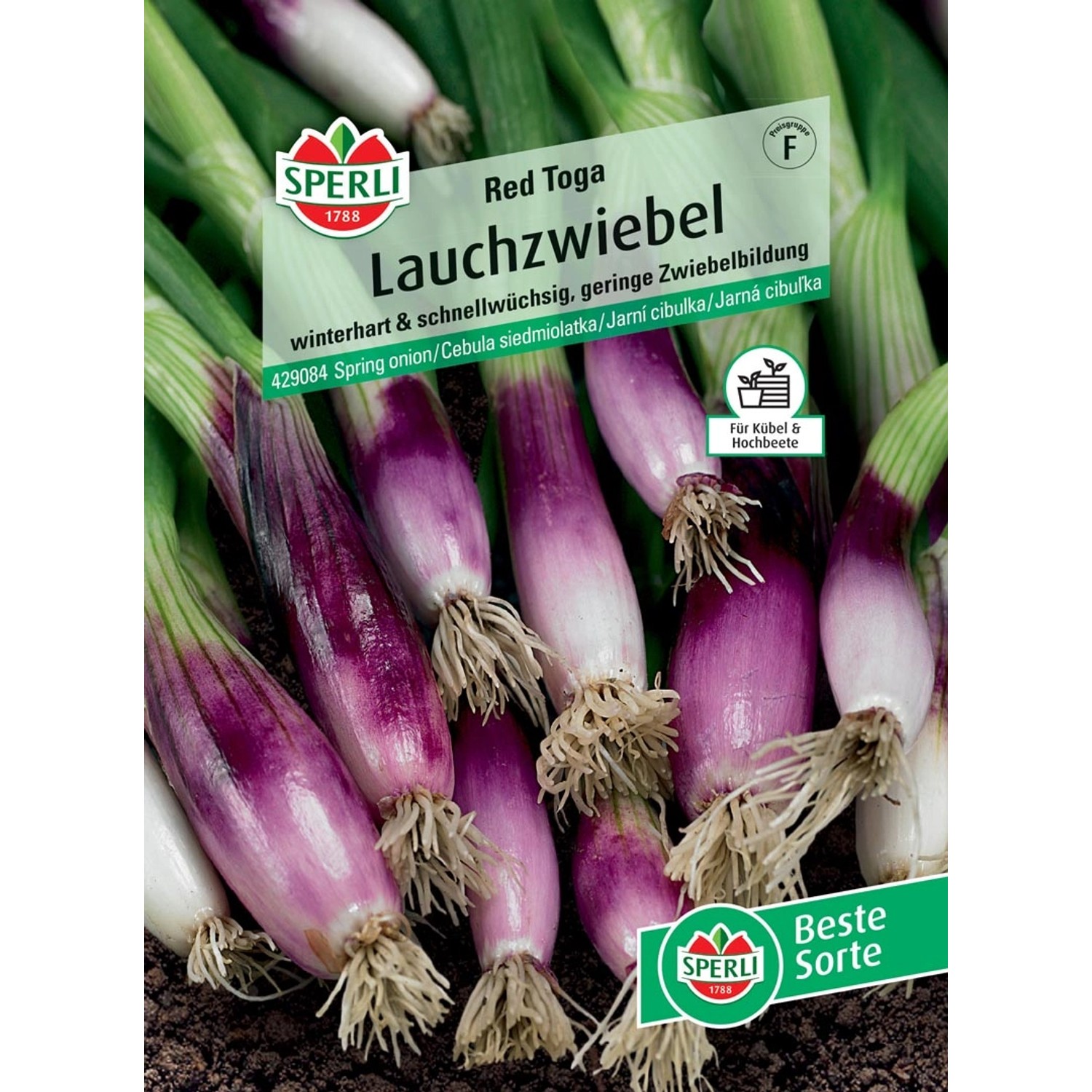 Sperli Lauchzwiebel "Red Toga" (Allium fistulosum) kaufen bei OBI