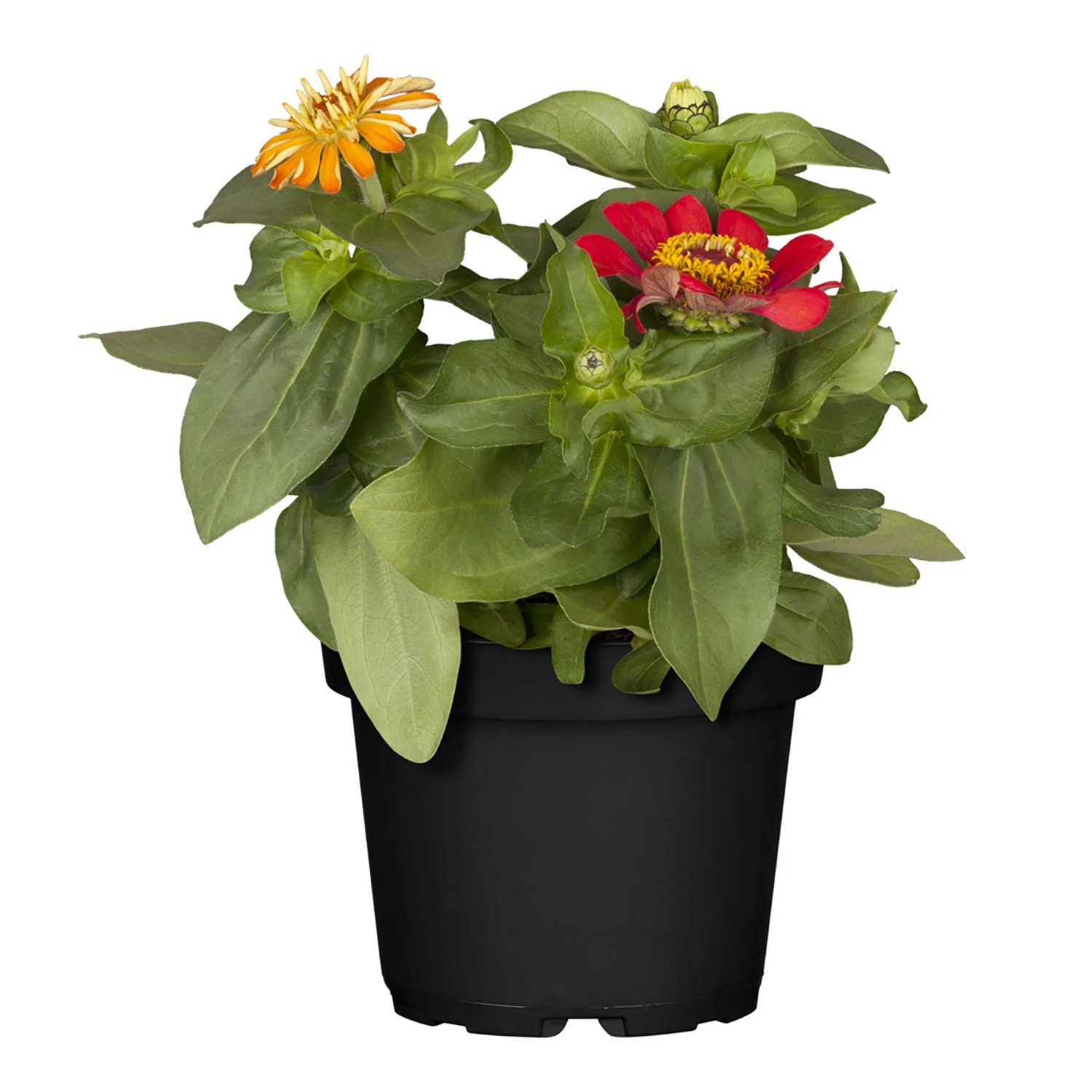 Zinnie Trio Zinnia elegans Topf-Ø 17 cm kaufen bei OBI