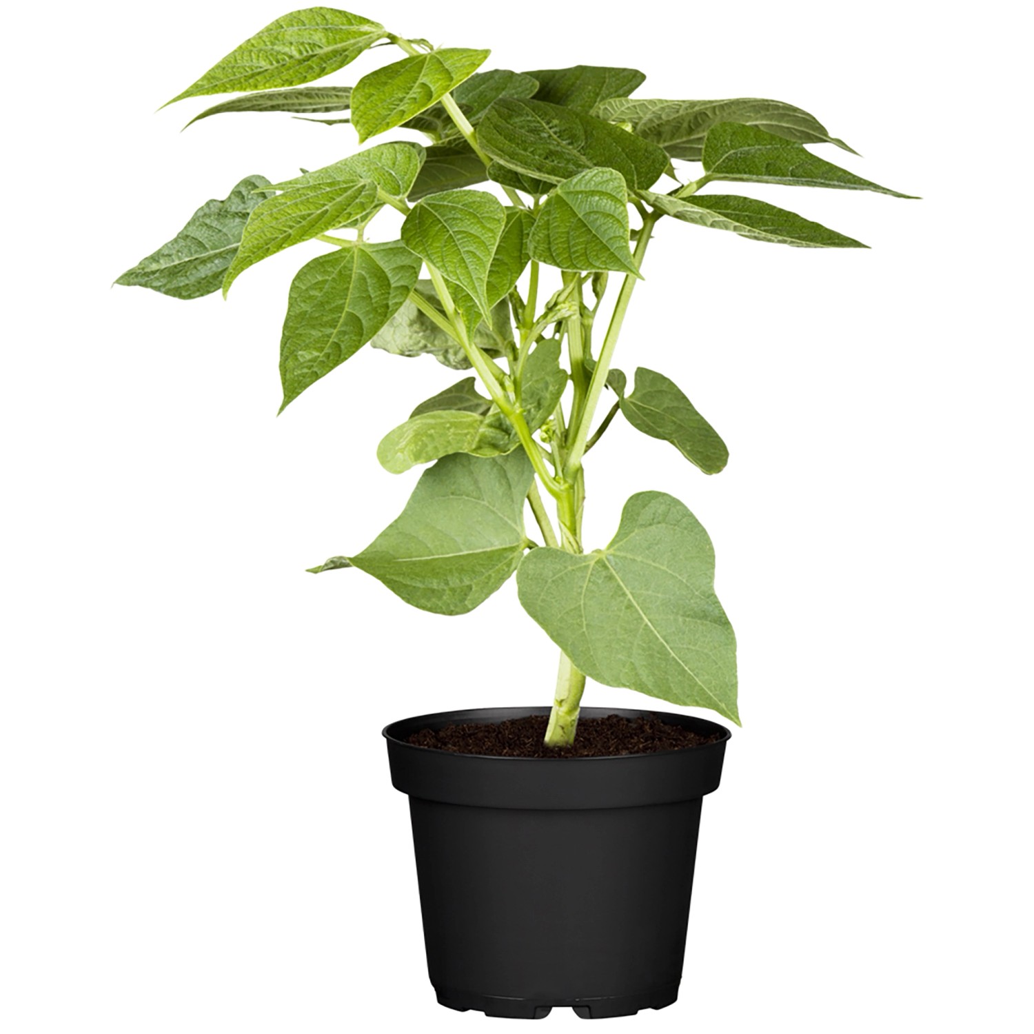 Buschbohne Topf-Ø ca. 9 cm Phaseolus vulgaris var. nanus kaufen bei OBI