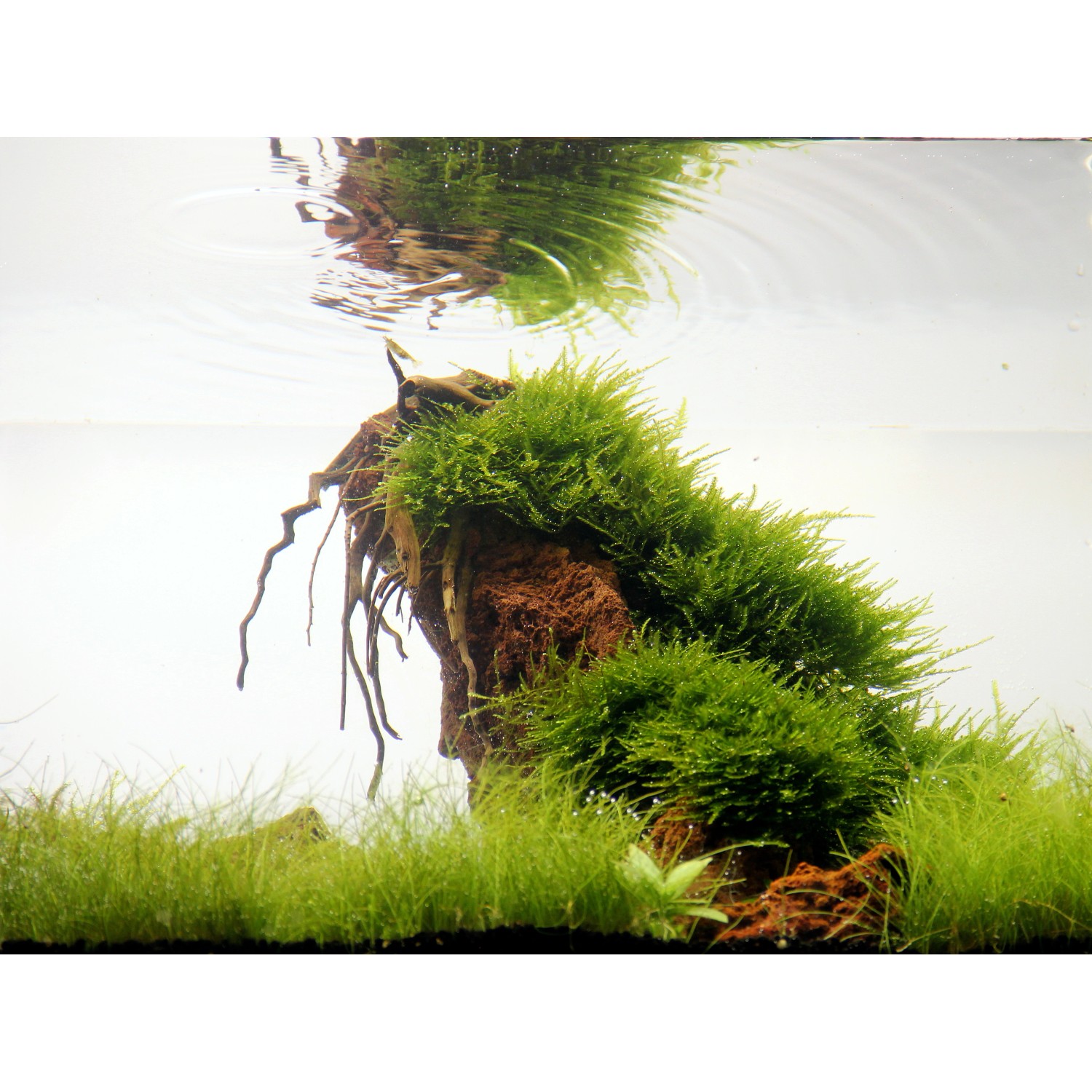 Dennerle Plants Aquariumpflanze Taxiphyllum alternans Taiwan kaufen bei OBI