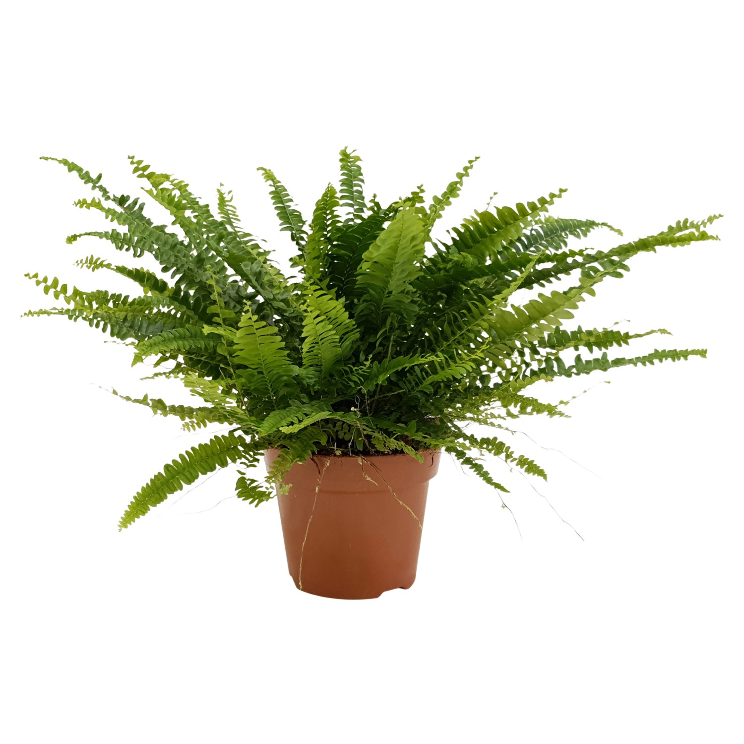 Farn in Sorten Höhe ca. 45 - 55 cm Topf-Ø ca. 17 cm kaufen bei OBI