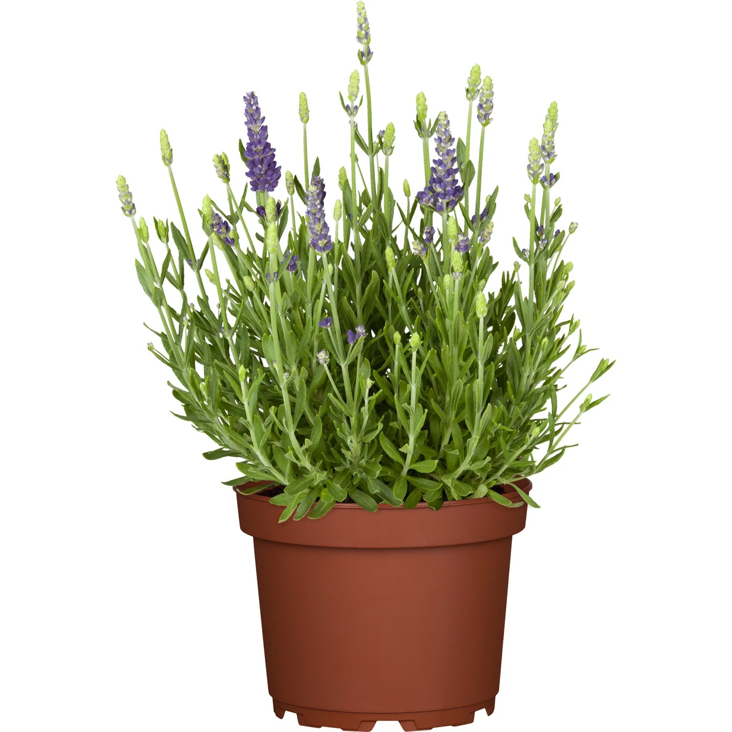 GROW by OBI Lavandula angustifolia winterhart im Topf 13 cm kaufen bei OBI