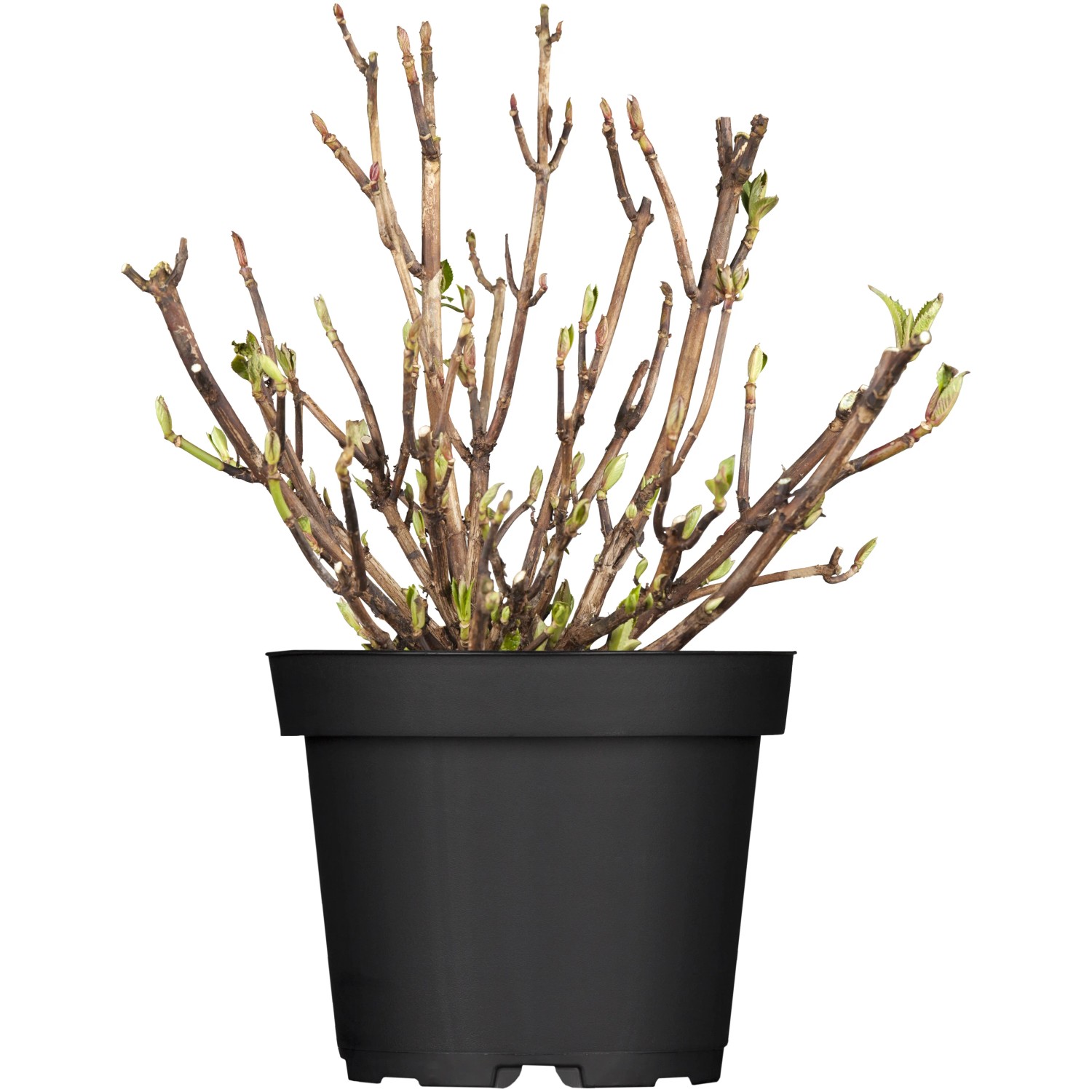 Hortensie Beauty of Boskoop Rot Höhe ca. 30 cm Topf 5 l Hydrangea ...