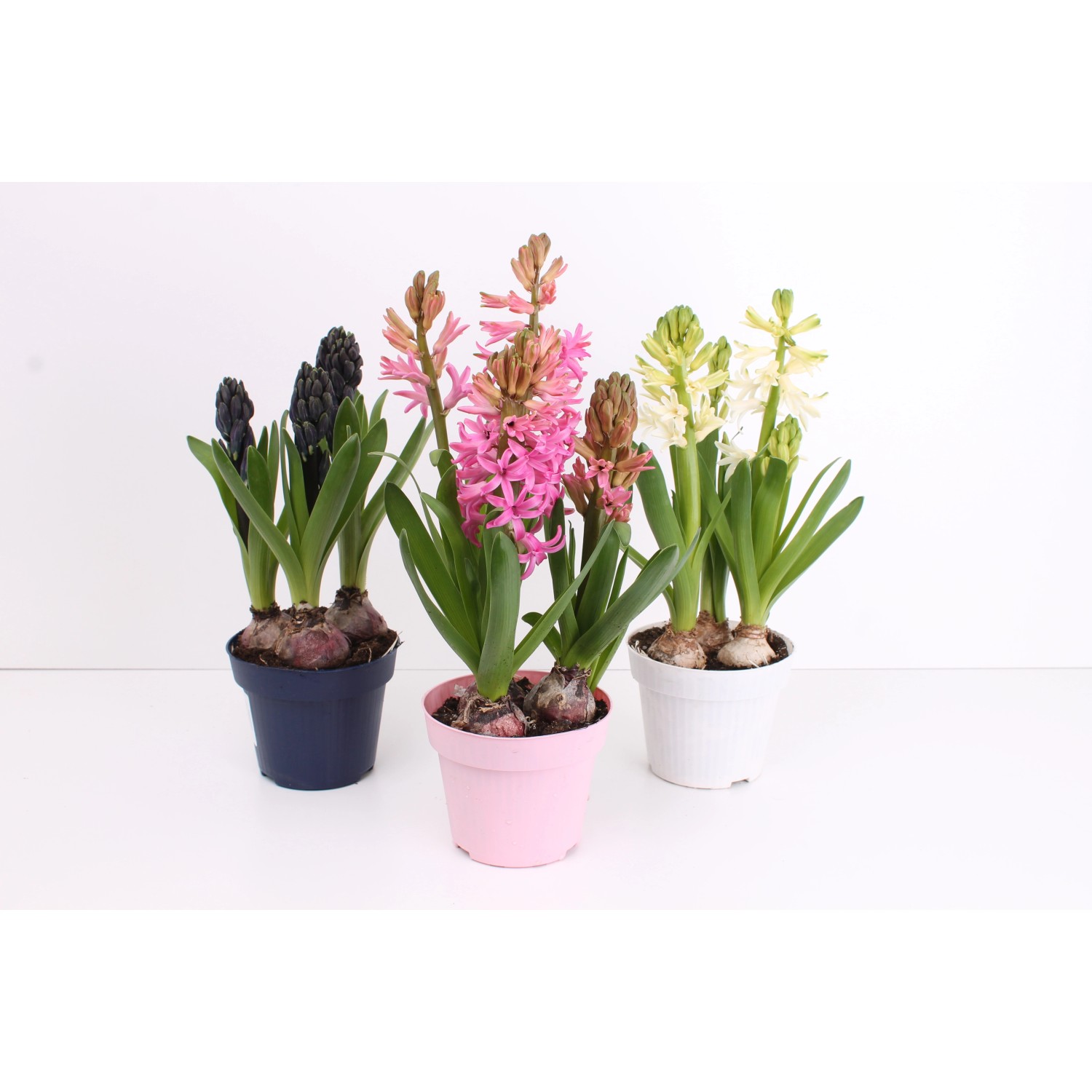 Hyazinthe verschiedene Farben Topf-Ø ca. 12 cm Hyacinthus kaufen bei OBI