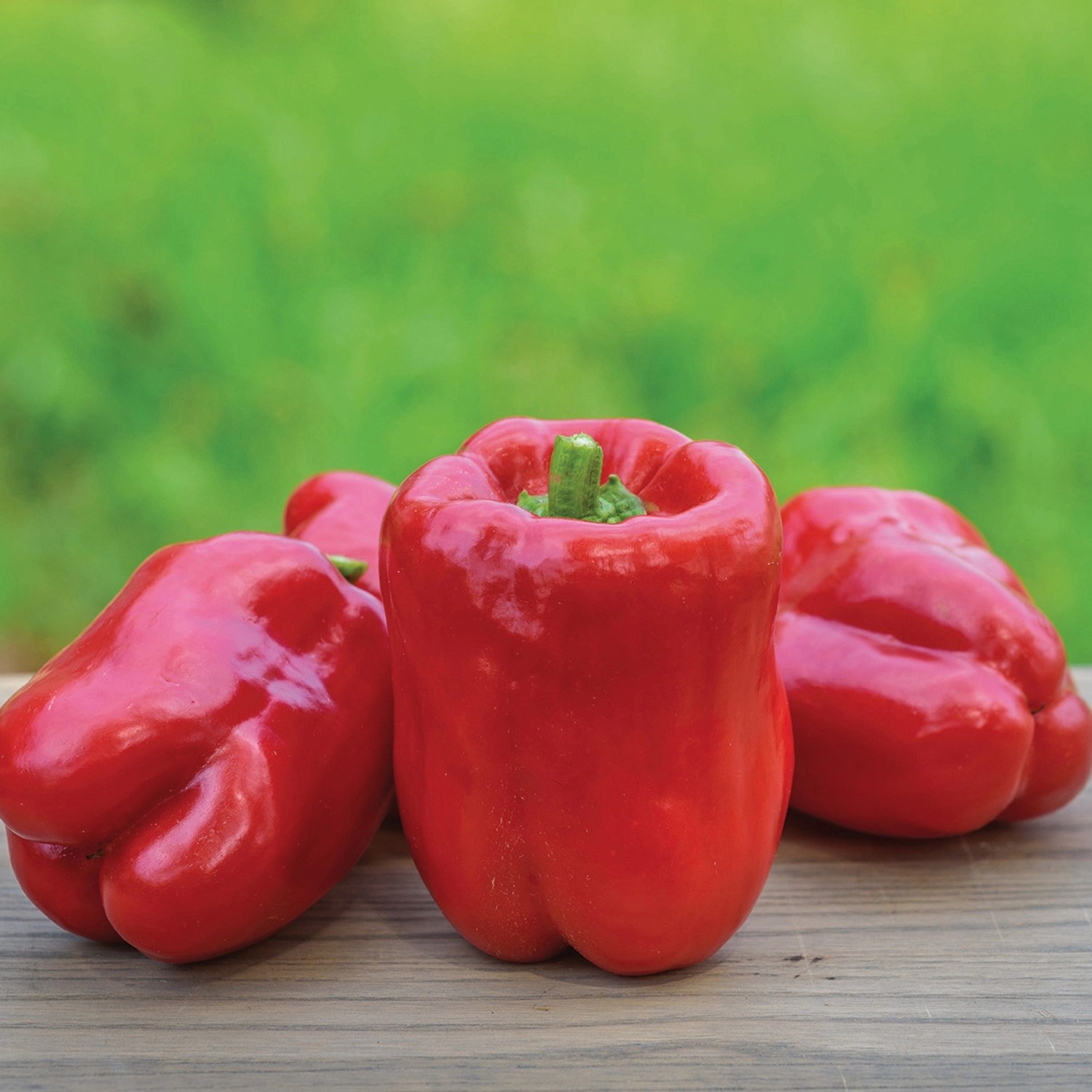 Grow by OBI Blockpaprika Rot Topf-Ø ca. 10,5 cm "Capsicum annuum ...