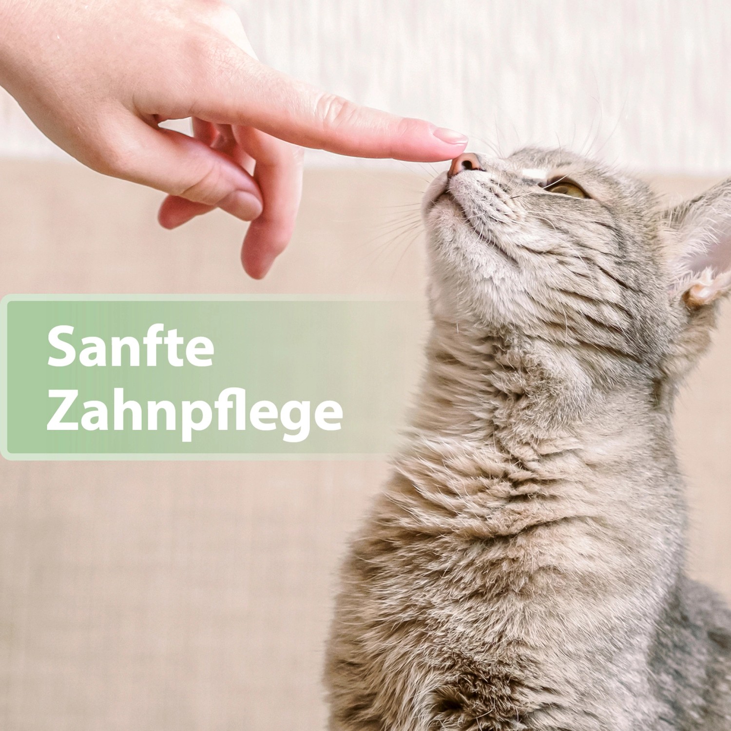 Felisept Zahnpflege Finger-Pads für Katzen 50 Stück kaufen bei OBI