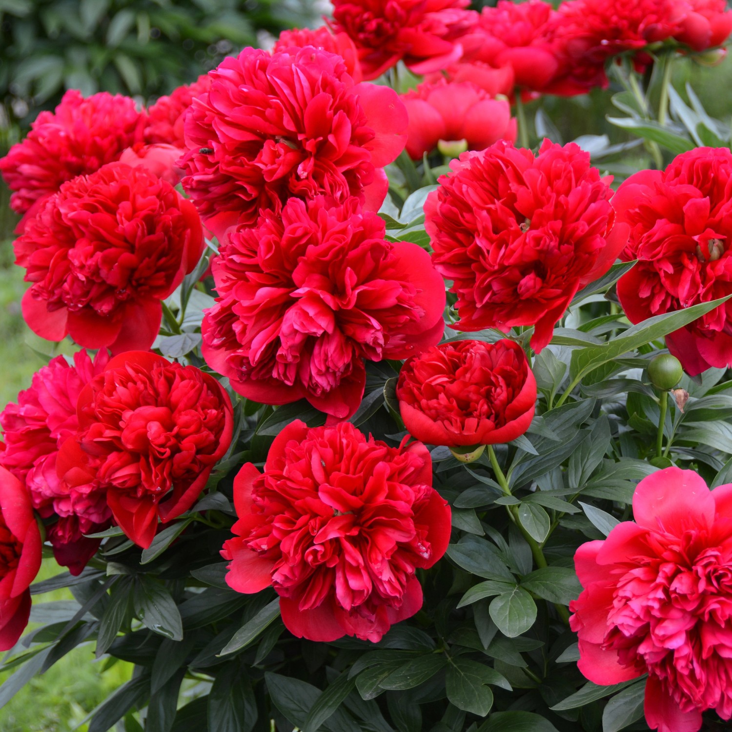 Pfingstrose lactiflora Rot 1 Stück kaufen bei OBI