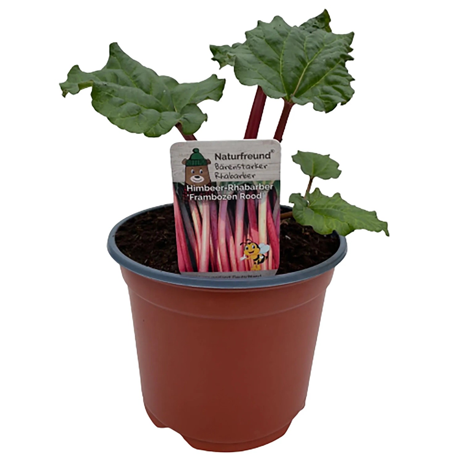 Naturfreund Himbeer-Rhabarber Rheum rhabarbarum Topf Ø 19 cm kaufen bei OBI