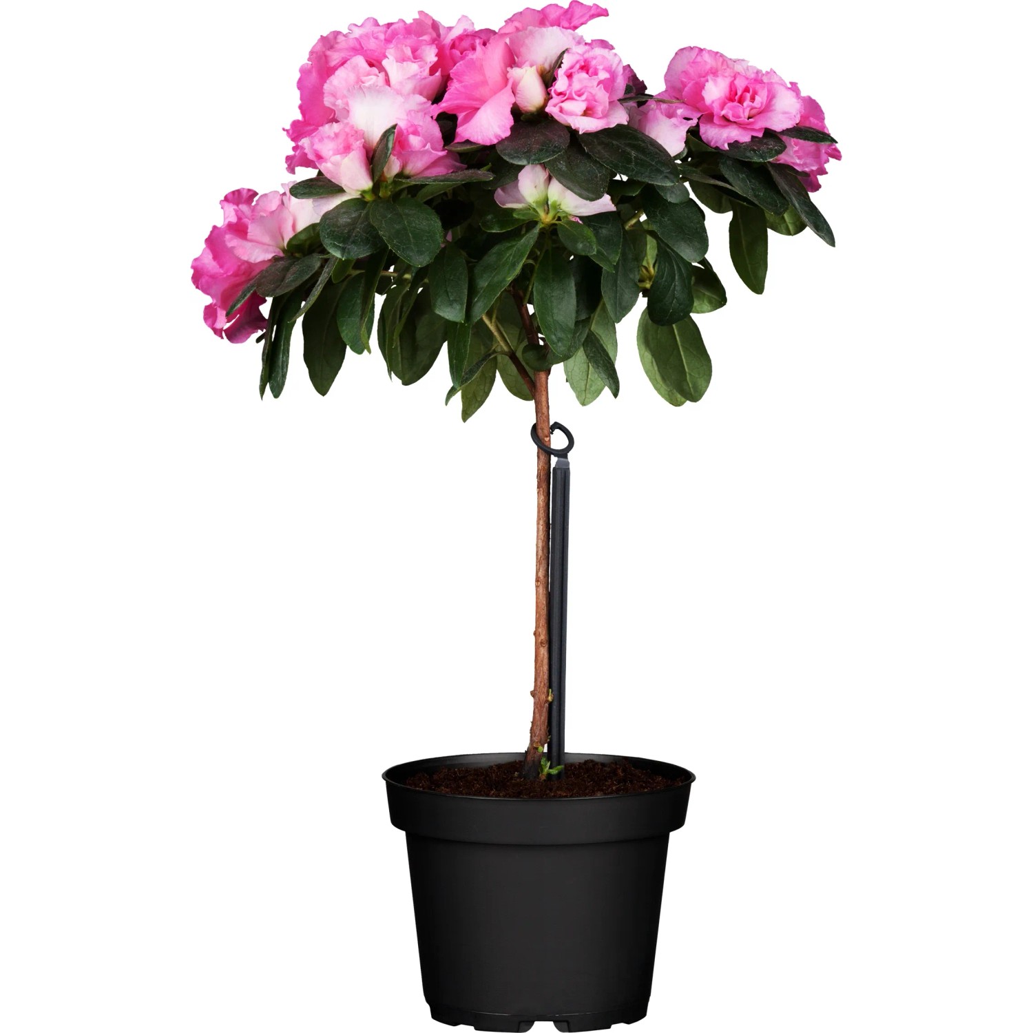 Azalee Stamm Ø 22 cm - 25 cm Topf-Ø ca. 15 cm Azalea simsii kaufen bei OBI