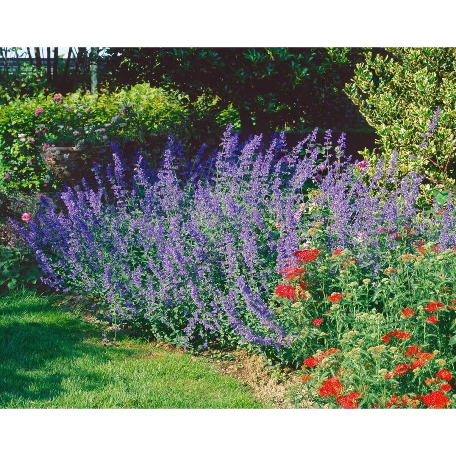 Nepeta X Faassenii Six Hills Giant Katzenminze Ca. 9x9 cm Topf